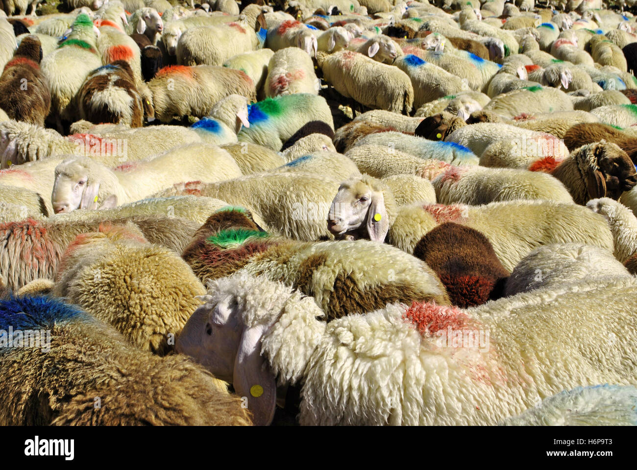 Crowd of mammals hi-res stock photography and images - Alamy