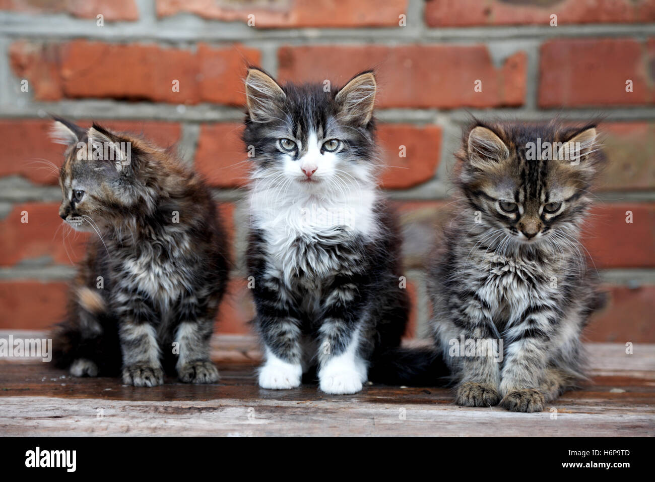 Animals animals hi-res stock photography and images - Alamy