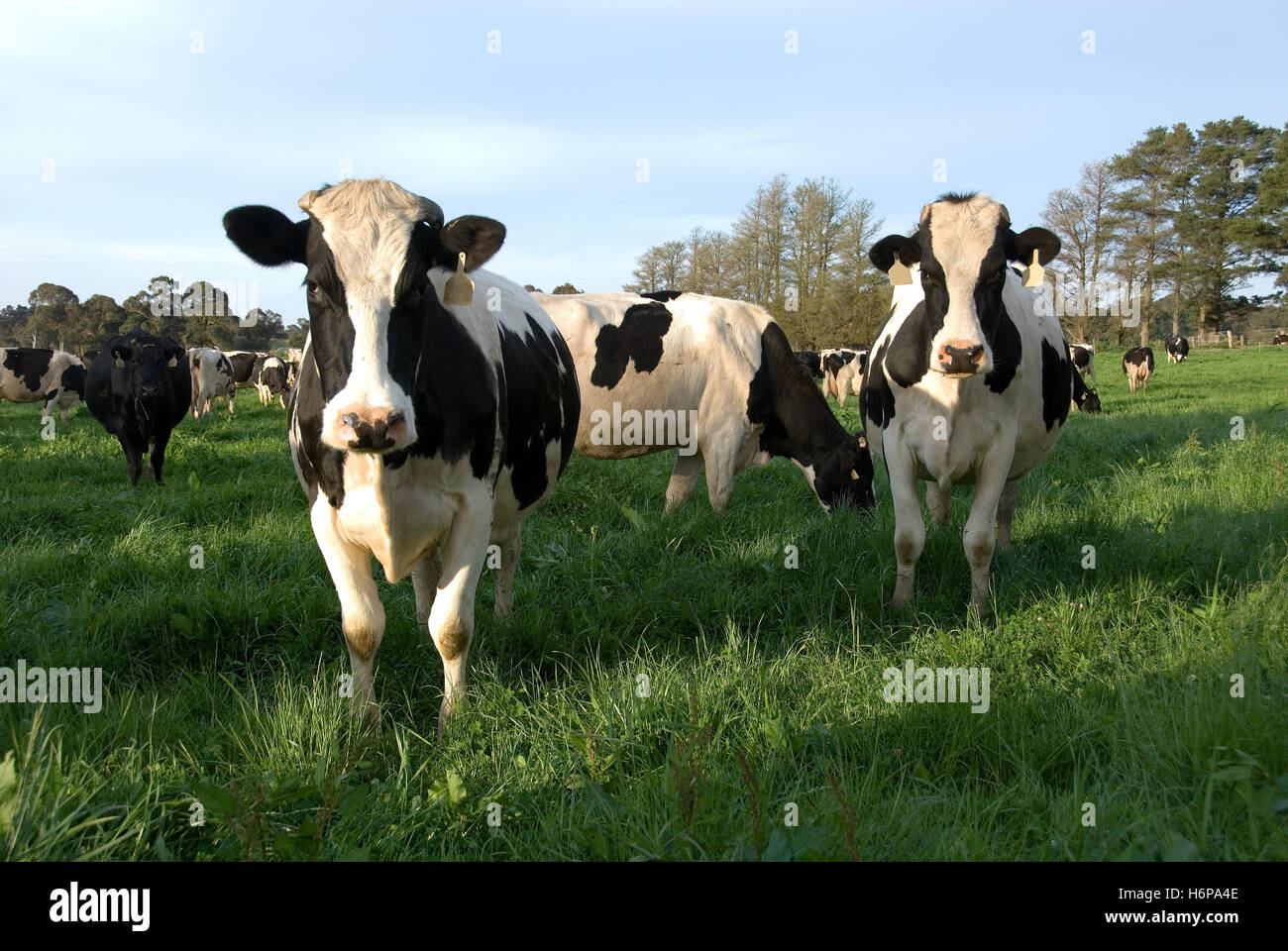 Agricultural animals hi-res stock photography and images - Alamy