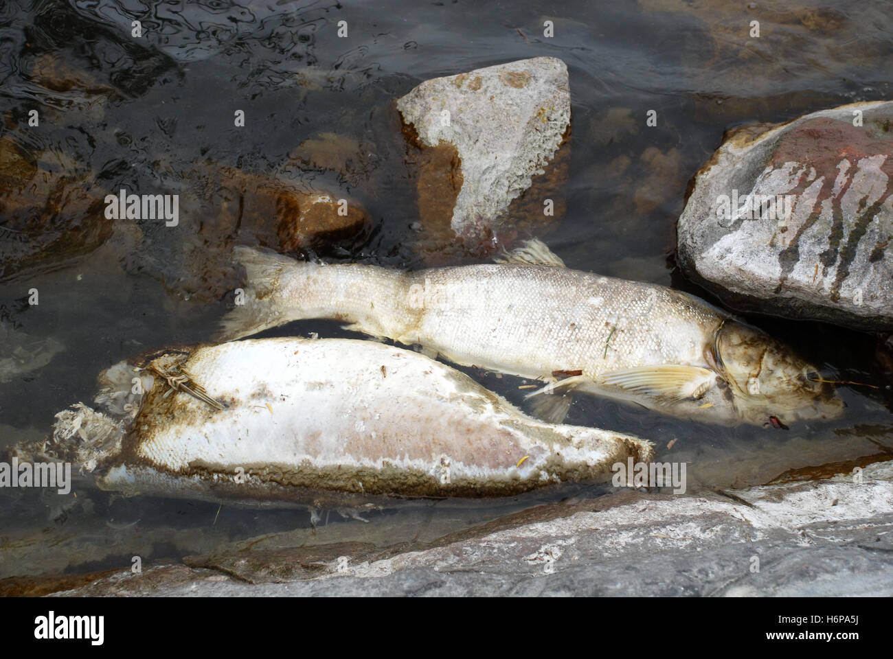 environment enviroment die fish mud poison poisoned dead water danger ...