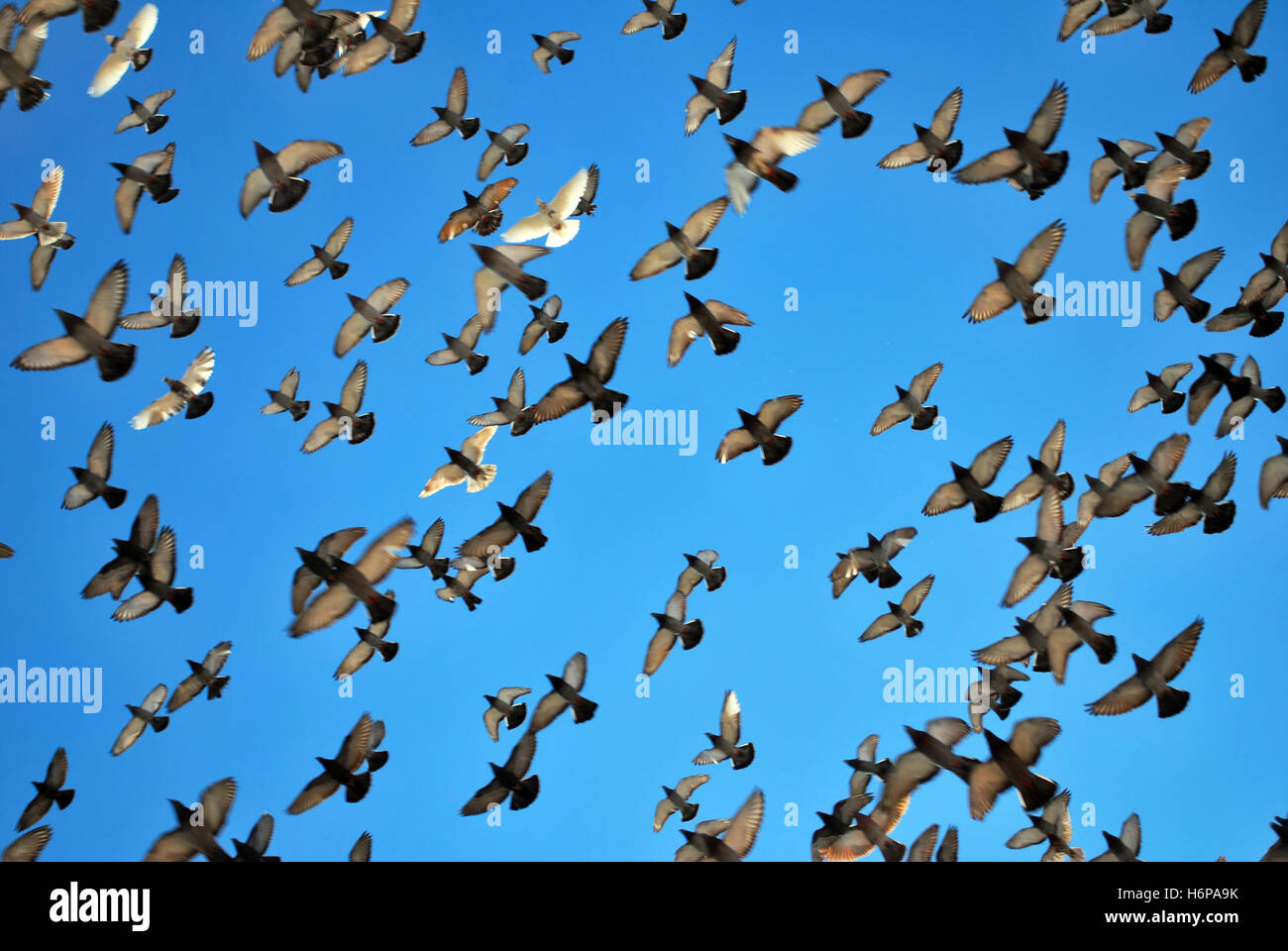 Swarming birds hi-res stock photography and images - Alamy