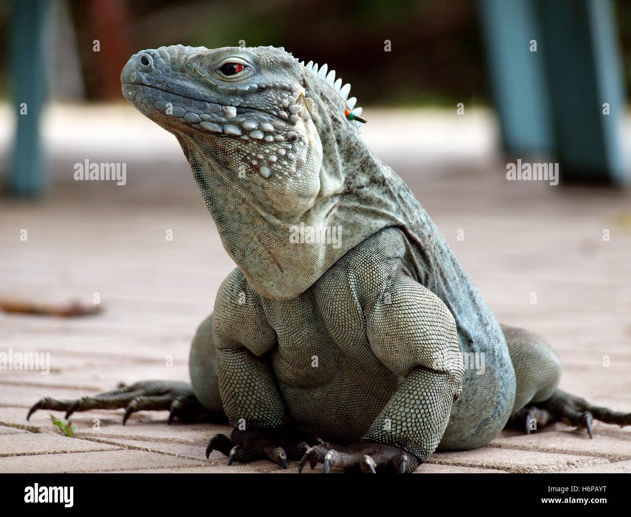 Amphibians lizards hi-res stock photography and images - Alamy