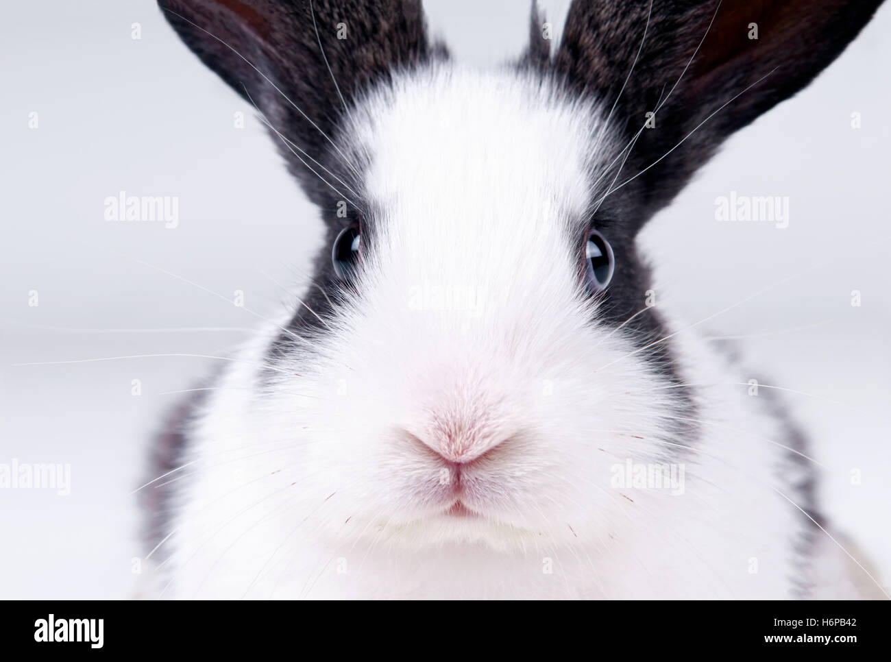 Rabbit nose hi-res stock photography and images - Alamy