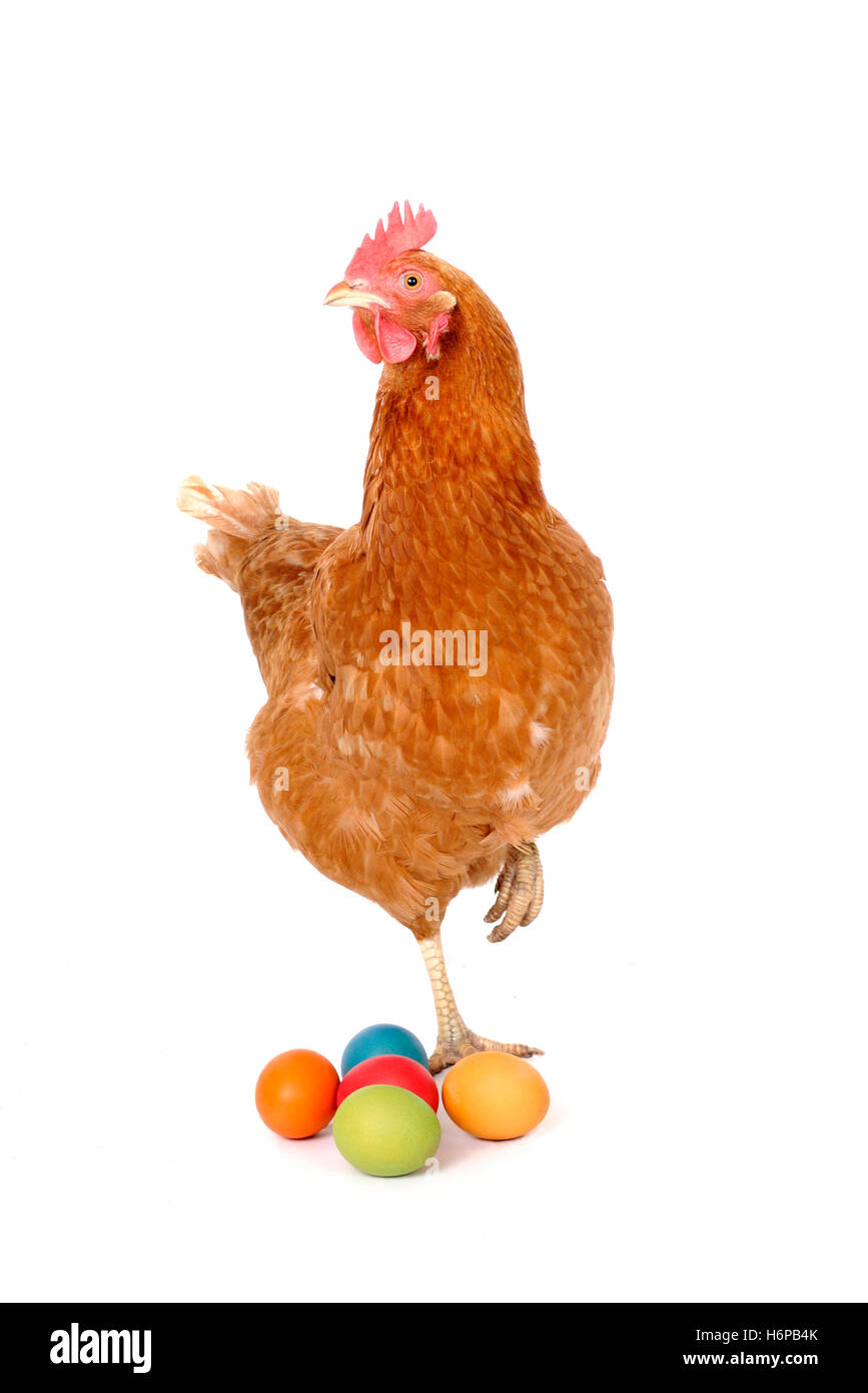 Chicken with eggs hi-res stock photography and images - Alamy