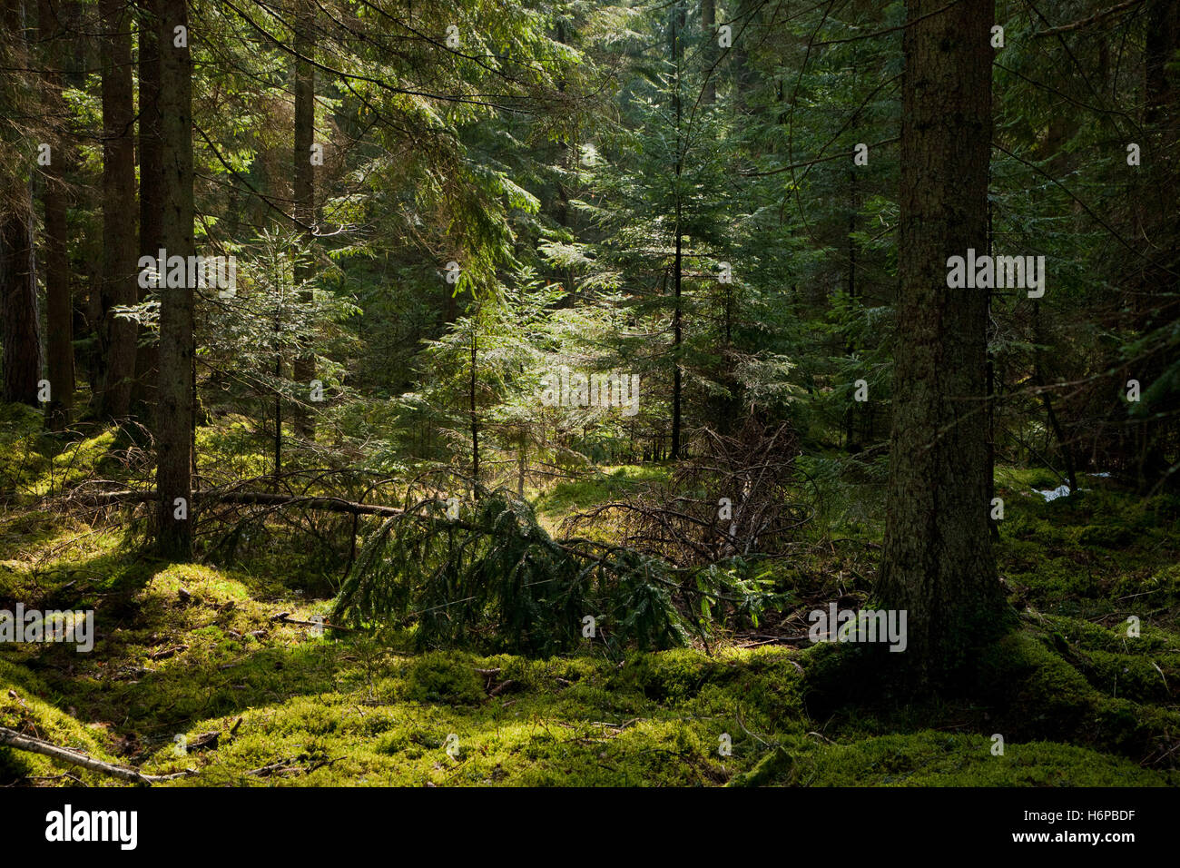 Primeval forests hi-res stock photography and images - Alamy