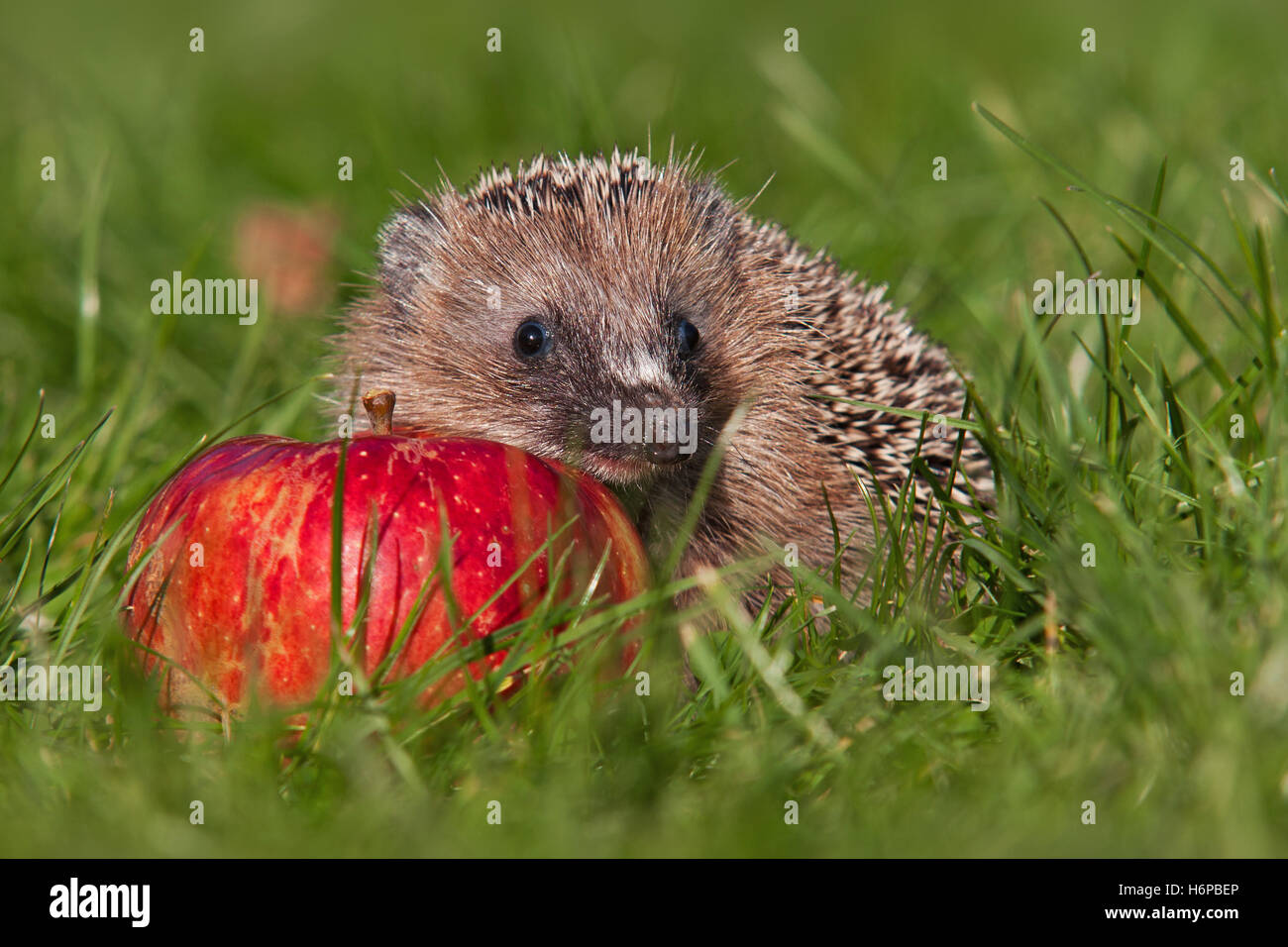 Hedgehog nose hi-res stock photography and images - Alamy