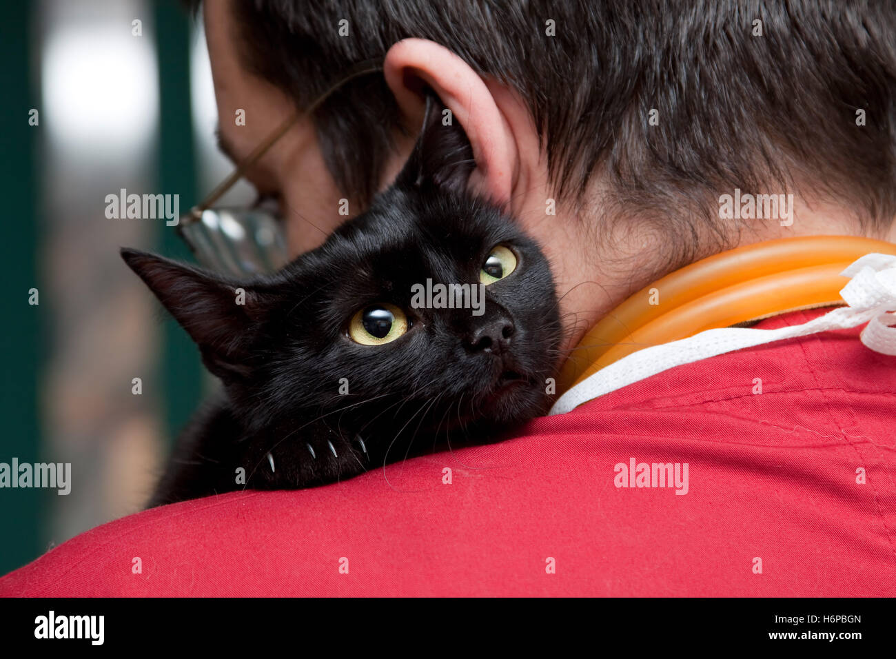 Health and care of domestic animals hi-res stock photography and images ...