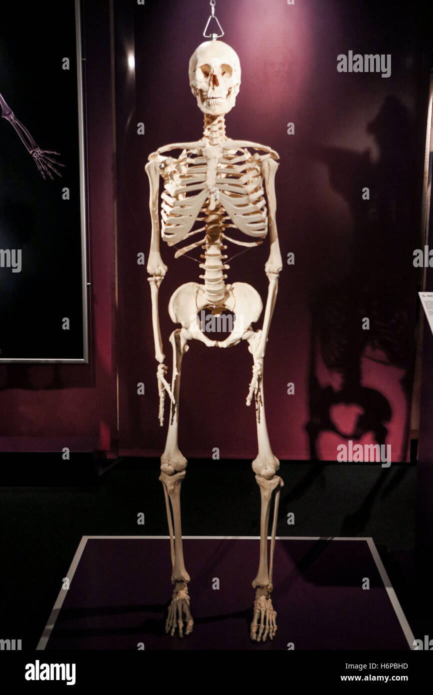 ‘Real Bodies’ a Discovery of the Human Body Exhibition in Milan ...