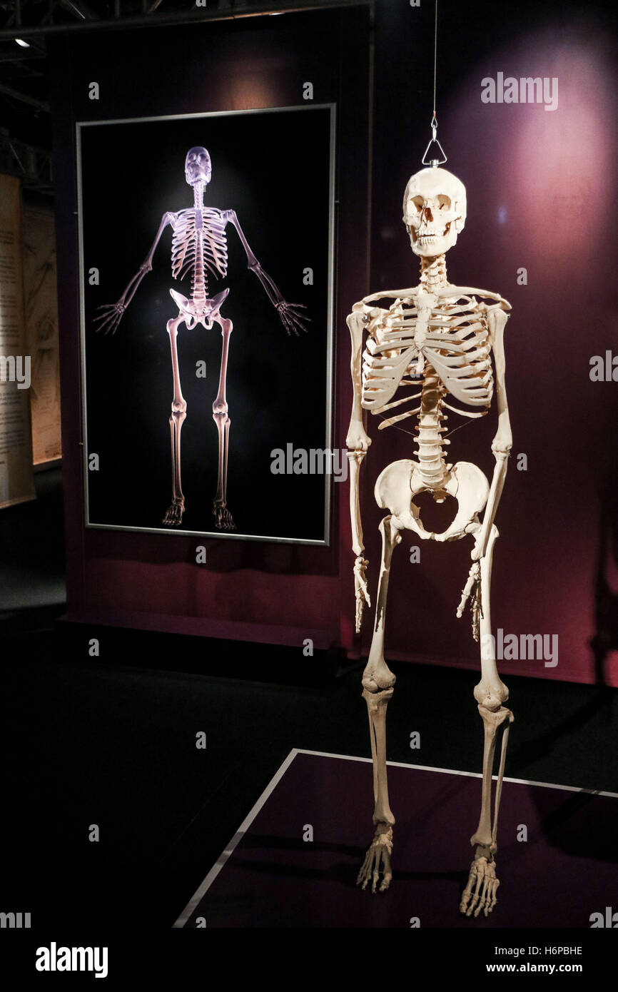 ‘Real Bodies’ a Discovery of the Human Body Exhibition in Milan ...