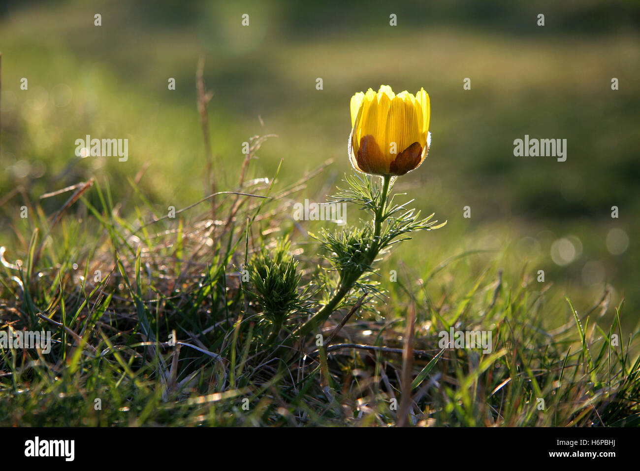 Adonis flowers hi-res stock photography and images - Alamy