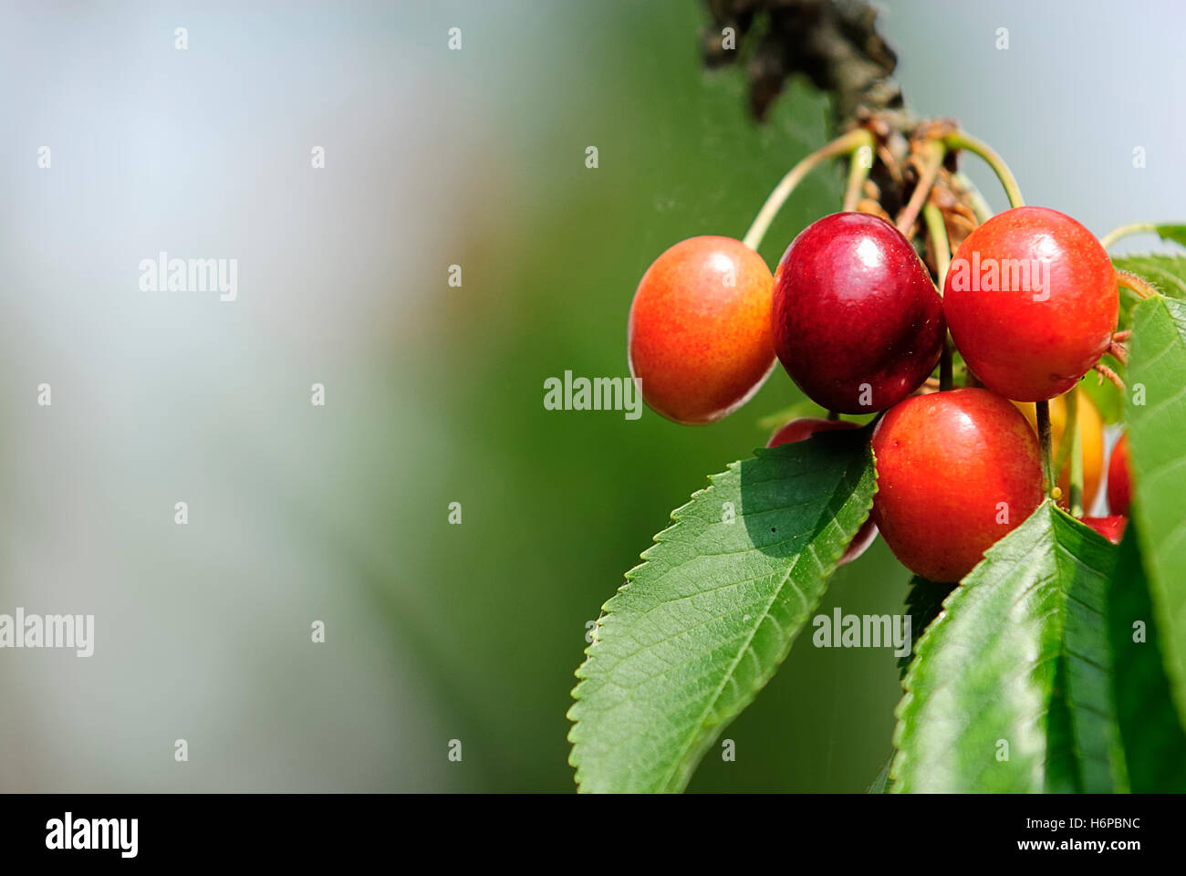 Deep red fruits hi-res stock photography and images - Alamy