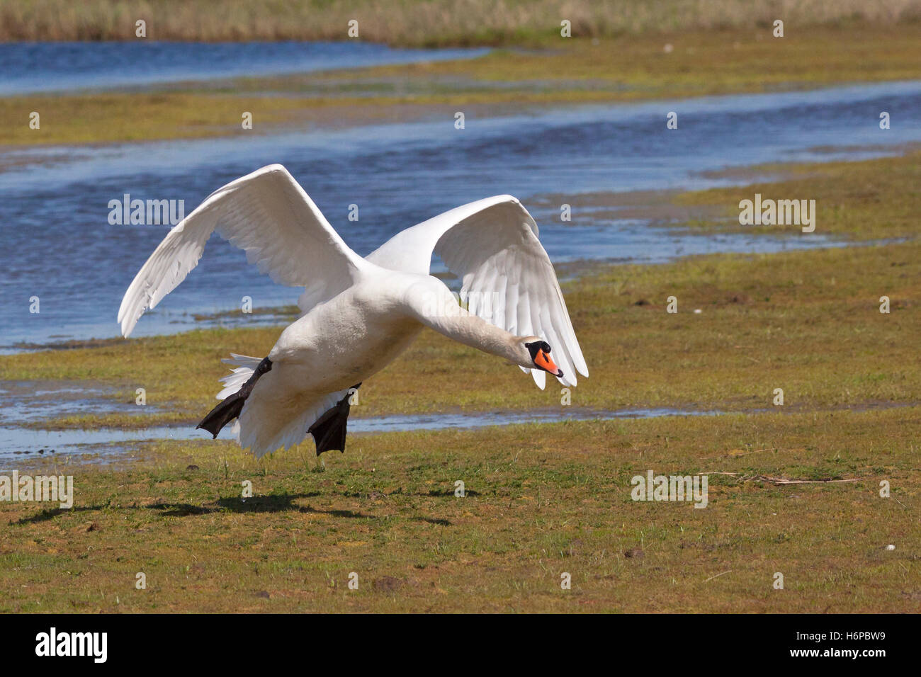 Birds geese german germany hi-res stock photography and images - Alamy