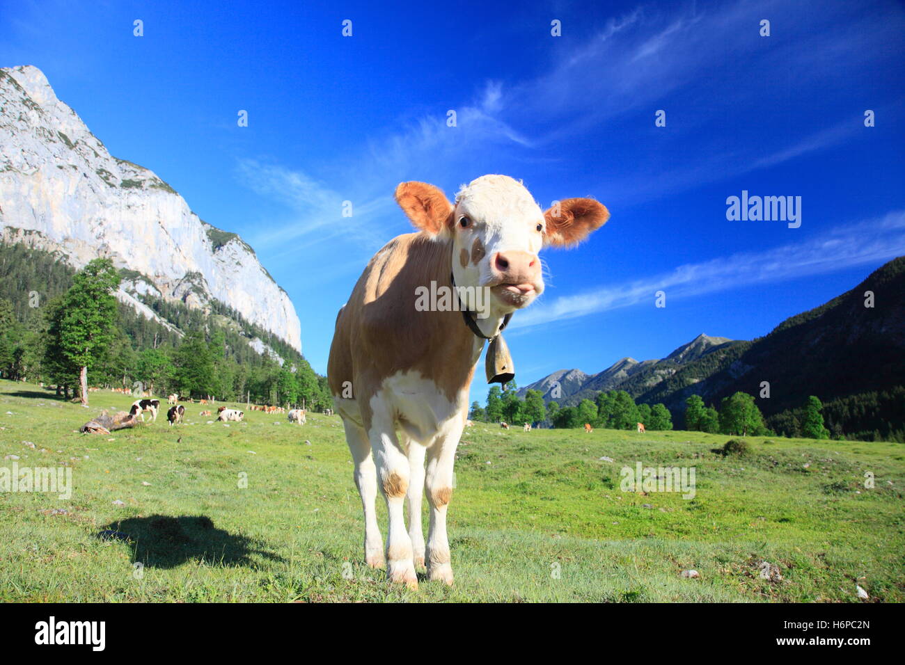Funny wide angle animals hi-res stock photography and images - Alamy