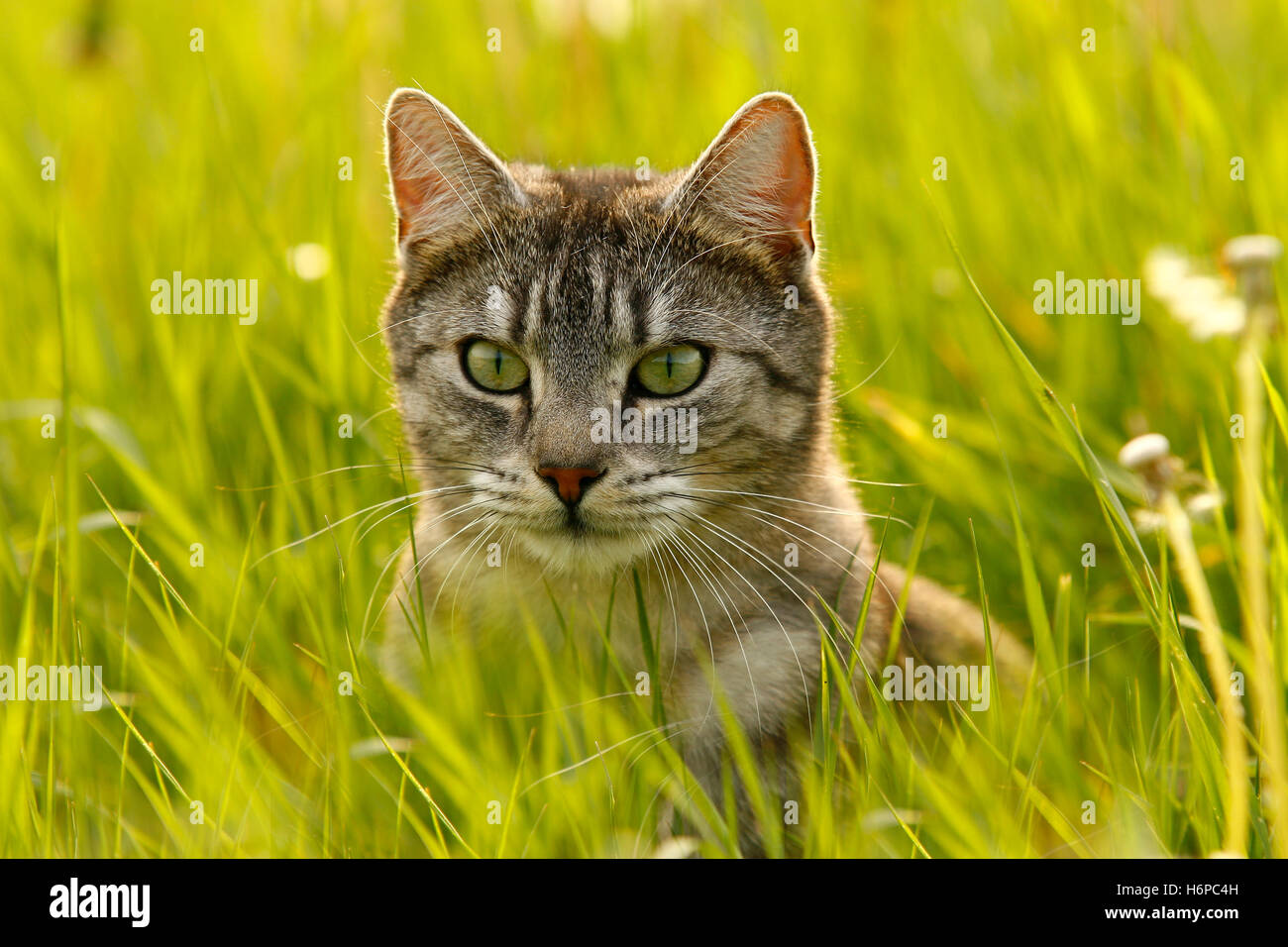 Light up animals hi-res stock photography and images - Alamy