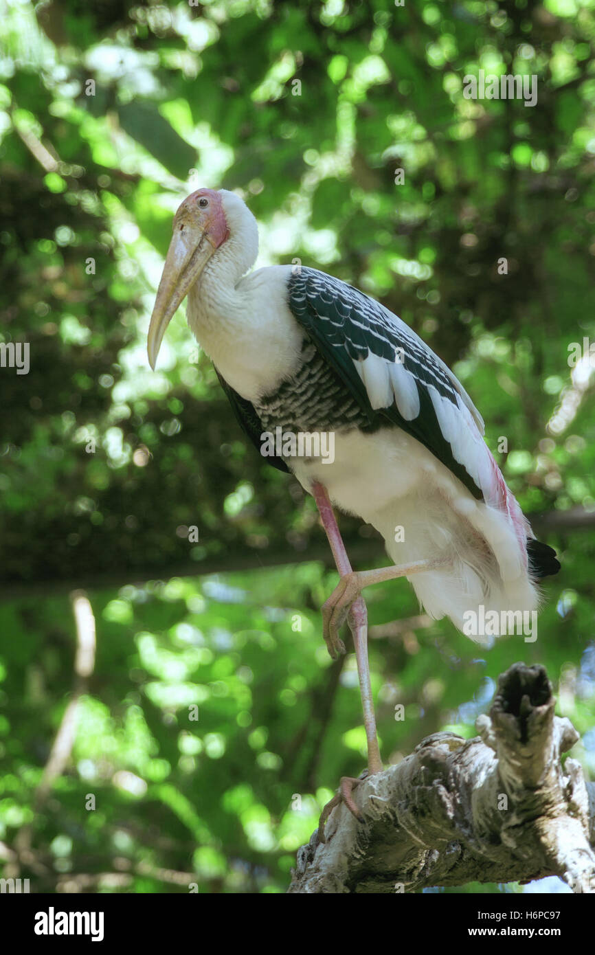 close up view of big bird on green color Stock Photo - Alamy