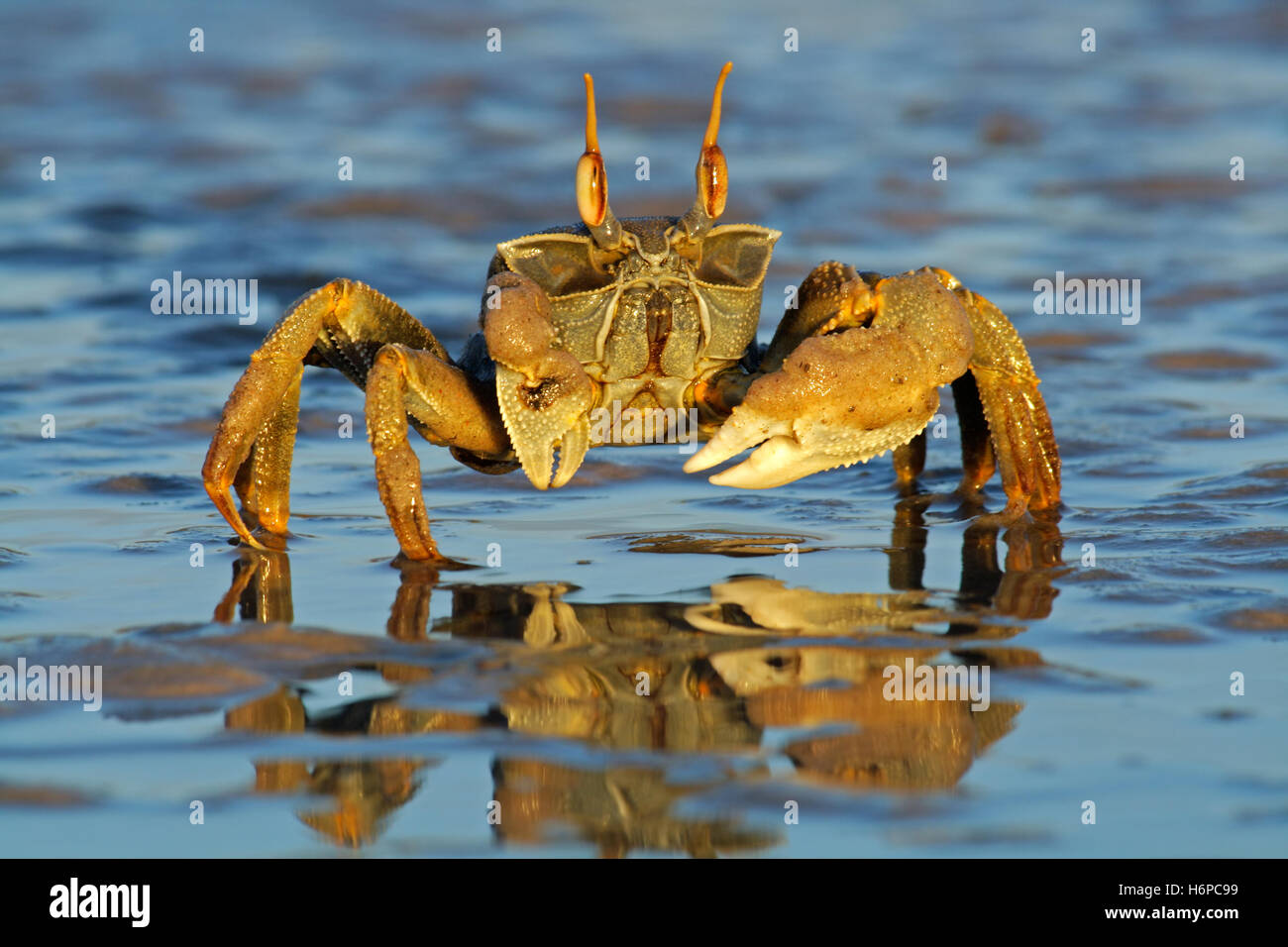 Crustaceans Seaside Beach Stock Photos & Crustaceans Seaside Beach ...