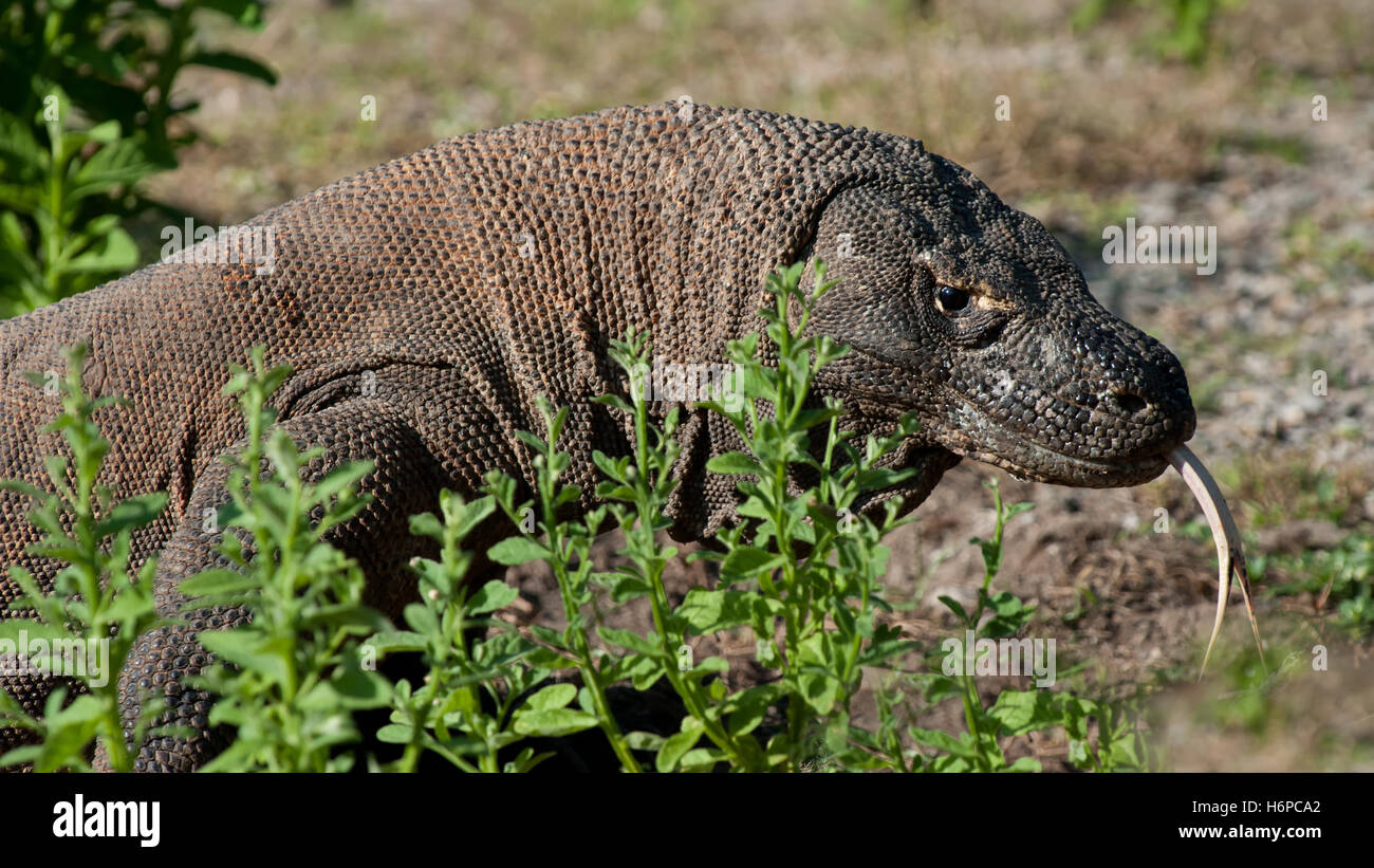 Komodo Waran High Resolution Stock Photography and Images - Alamy