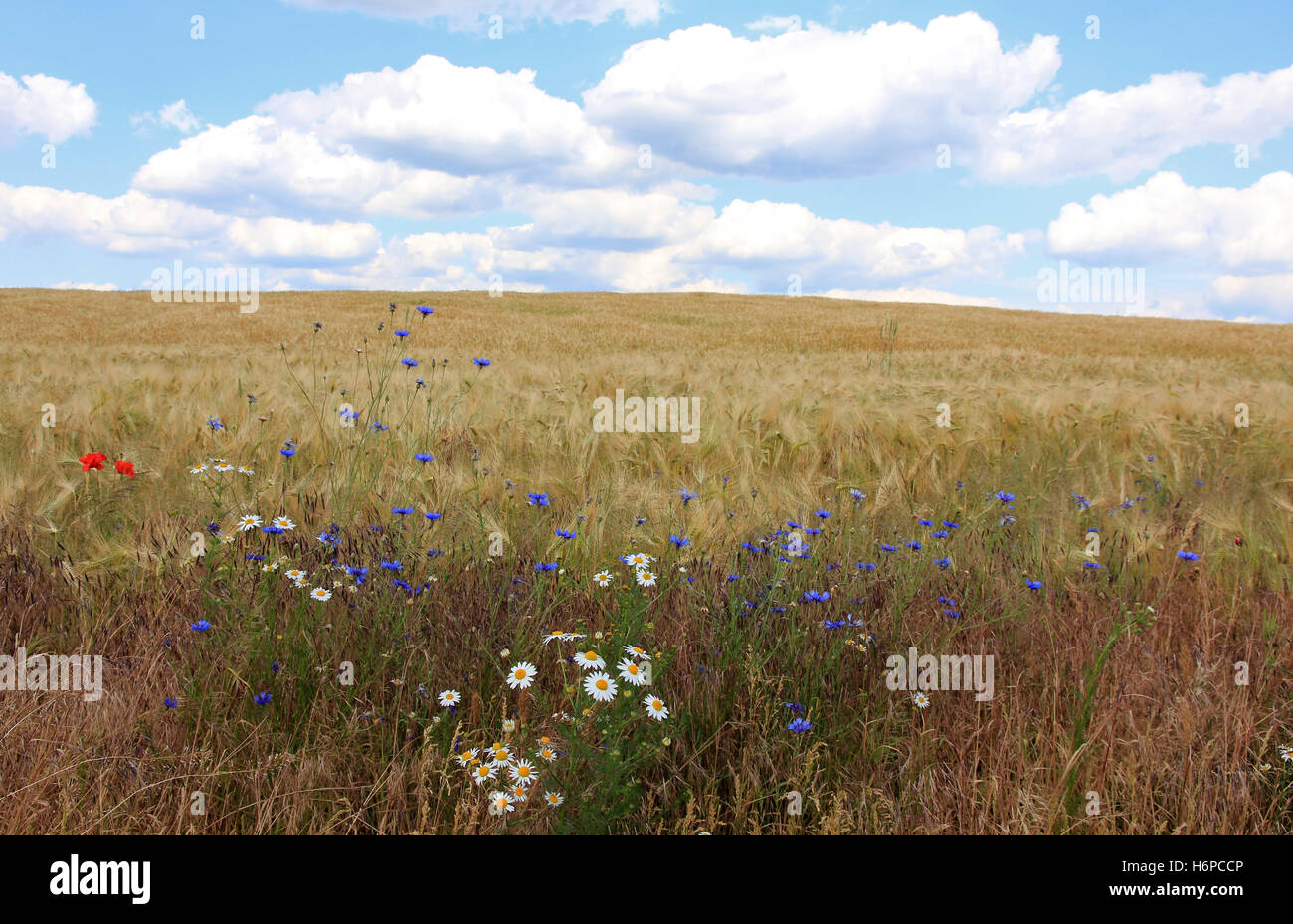 Grass edge with flowers hi-res stock photography and images - Alamy