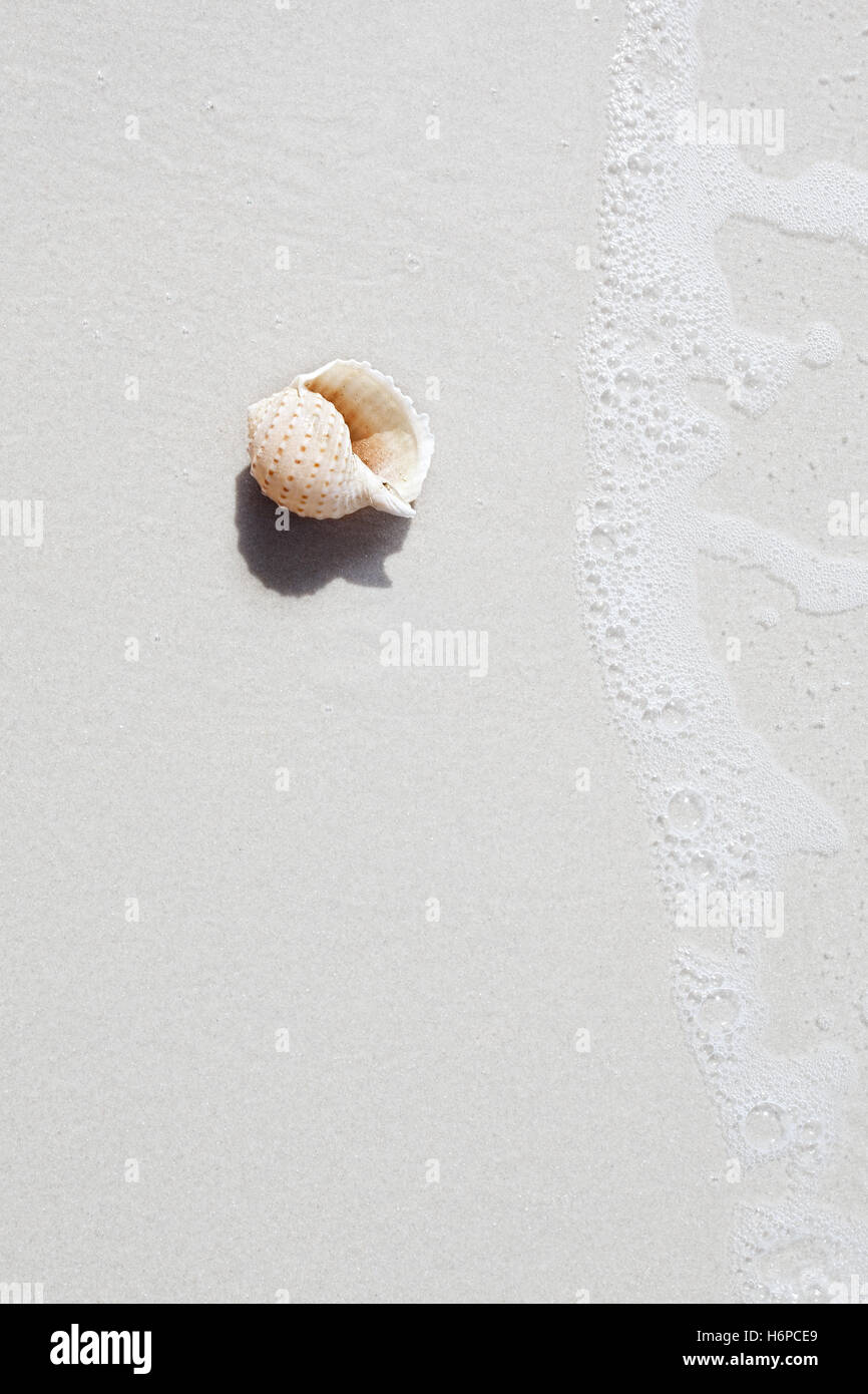 close up view of sea shell on blue sky background Stock Photo - Alamy