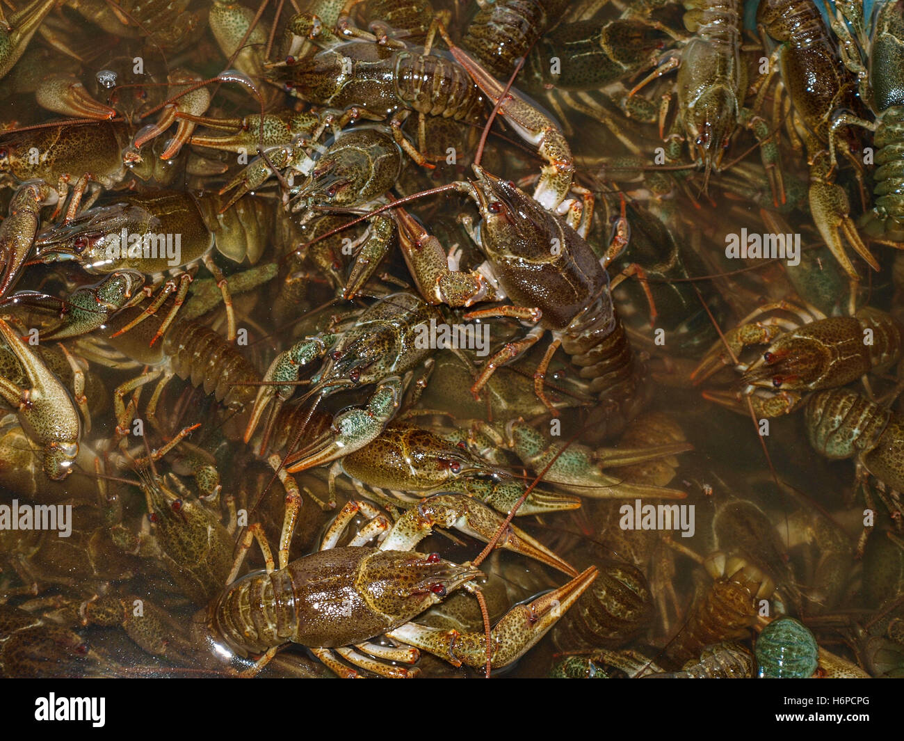 Rich catch crayfish Stock Photo - Alamy