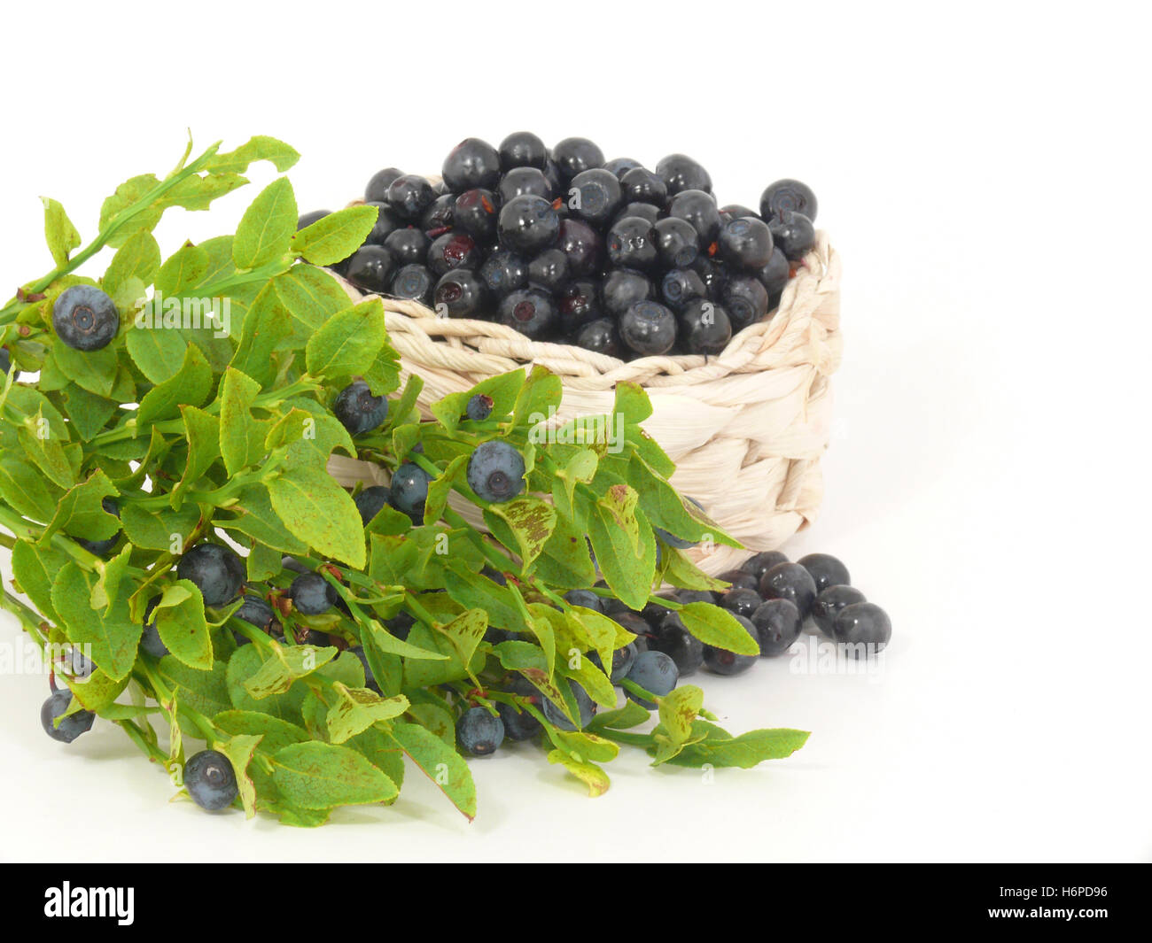 Heidelbeerstrauch hi-res stock photography and images - Alamy
