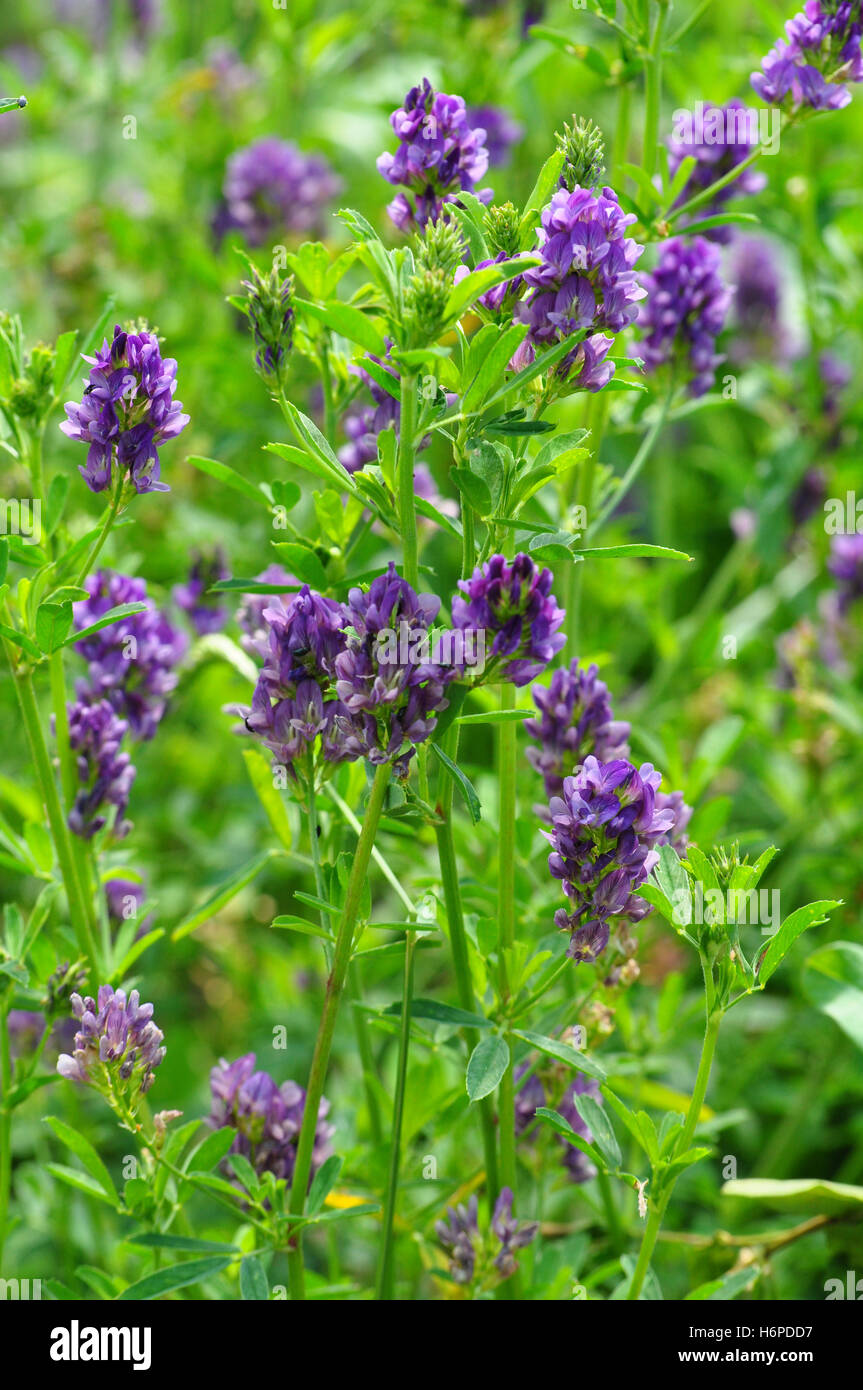 Alfalfa flowers medicago sativa hi-res stock photography and images - Alamy