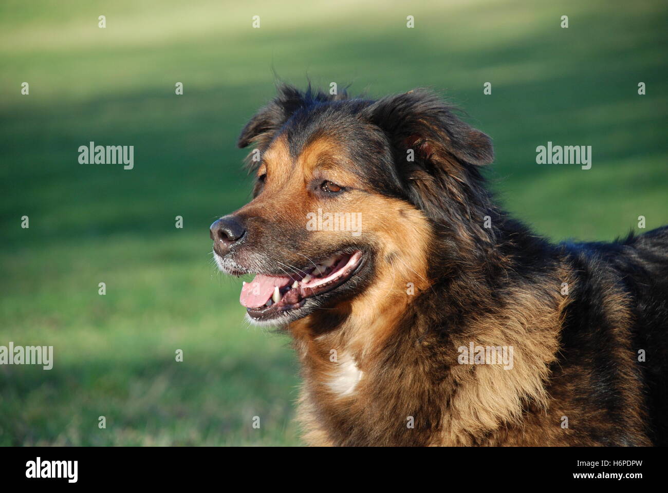 Luna dog hi-res stock photography and images - Alamy