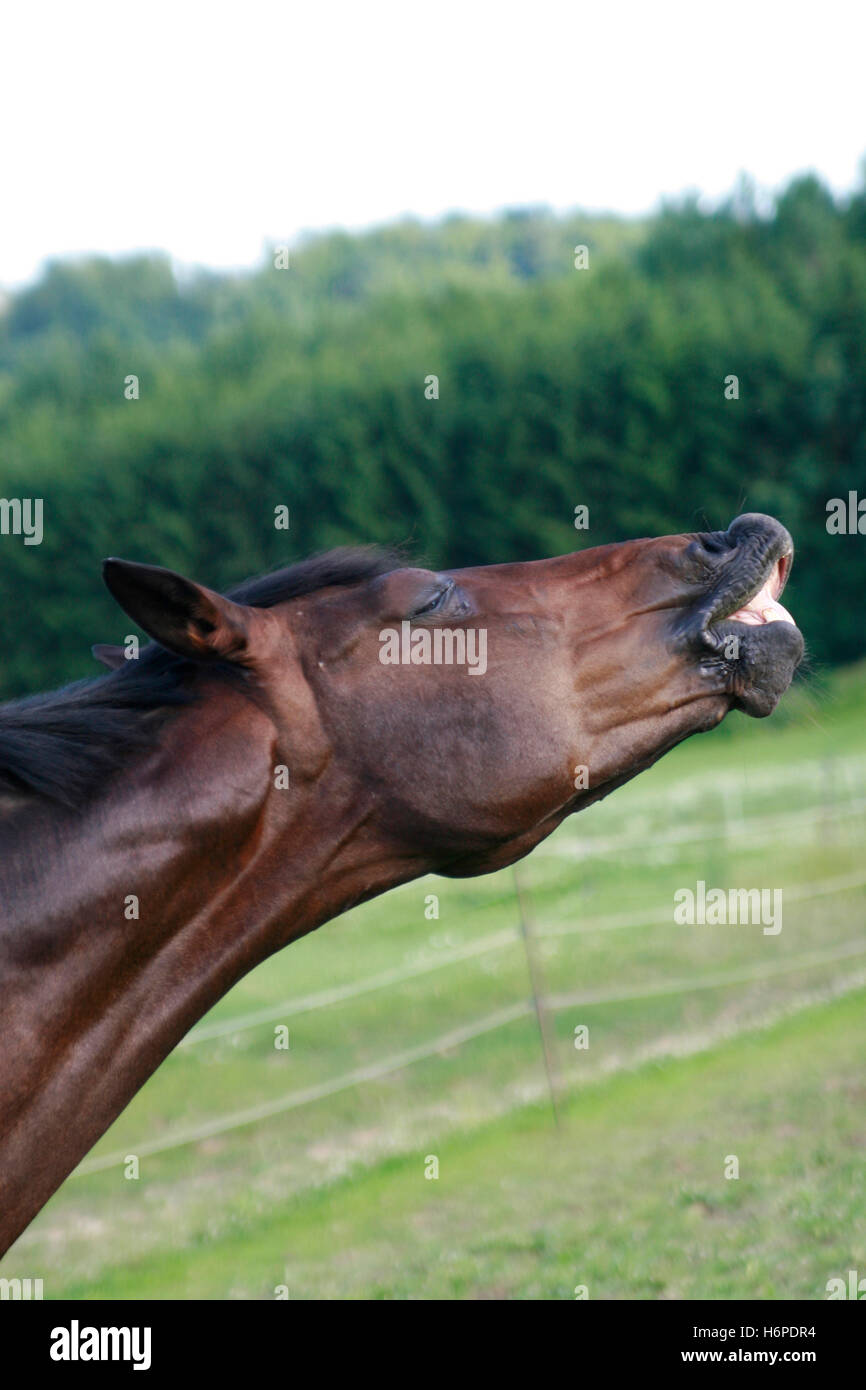 Shiny animals hi-res stock photography and images - Alamy