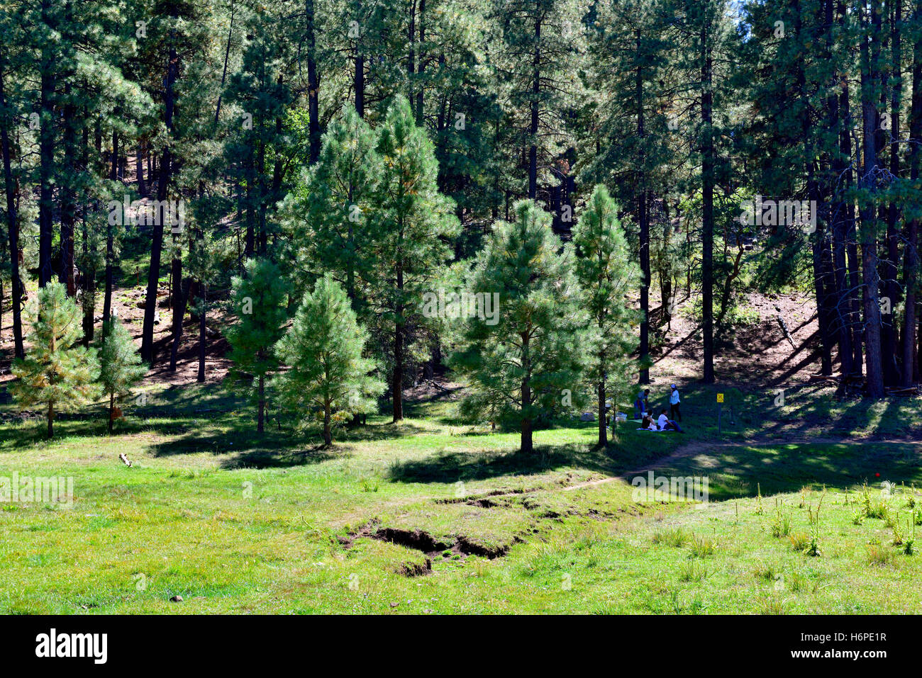 Pine forest in Arizona Mingus mountain recreation area, USA Stock Photo ...