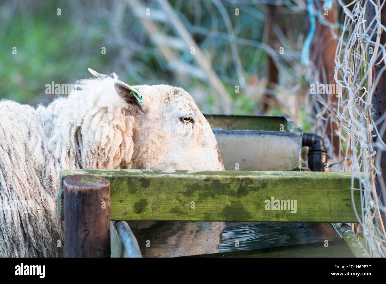 Animal drinking trough hi-res stock photography and images - Alamy