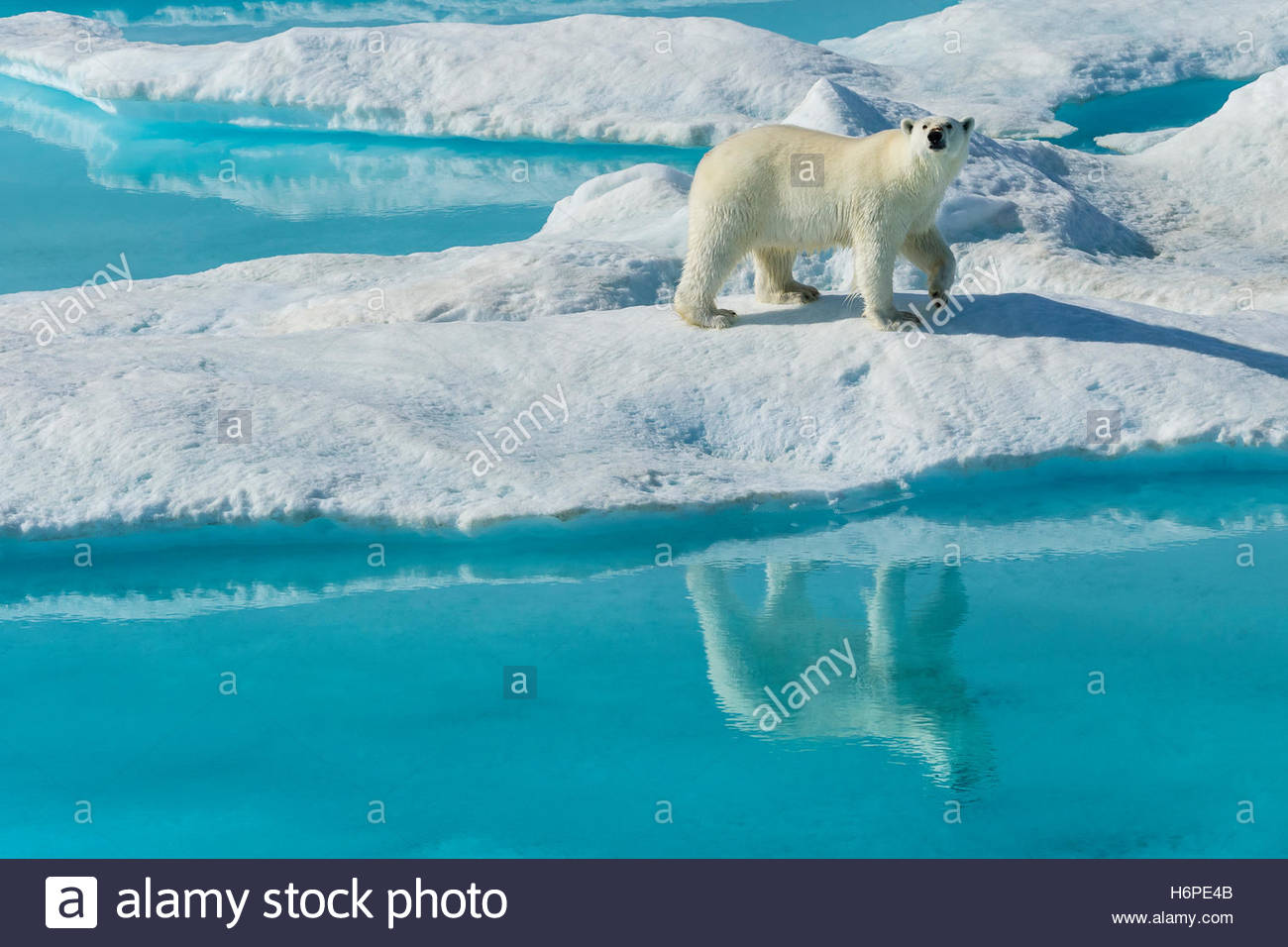 A polar bear (Ursus maritimus) wanders across the ice floe in the ...