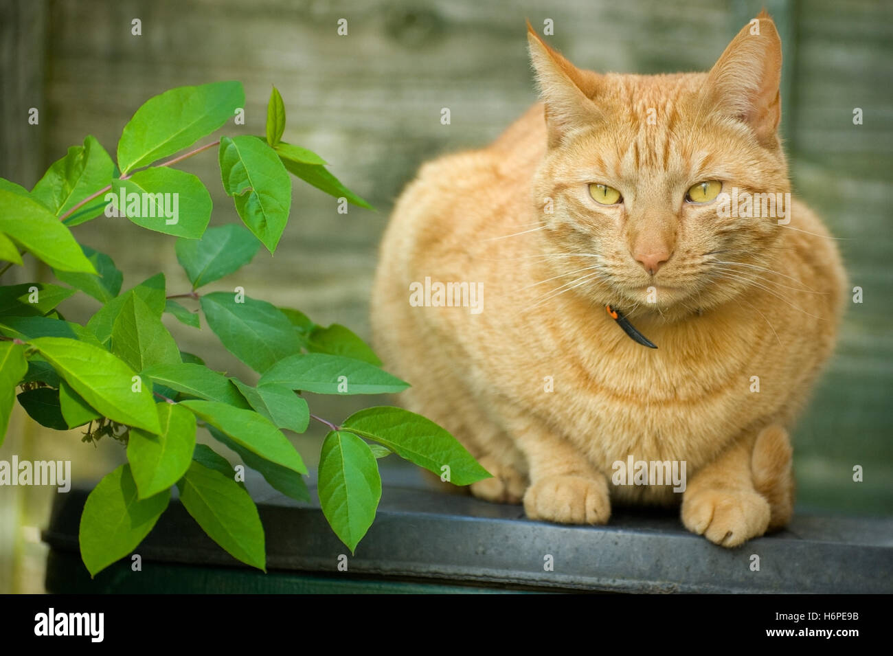 Domestic animals pet pets cats hi-res stock photography and images - Alamy