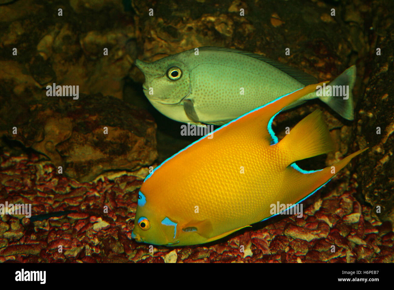 Shovel fish hi-res stock photography and images - Alamy