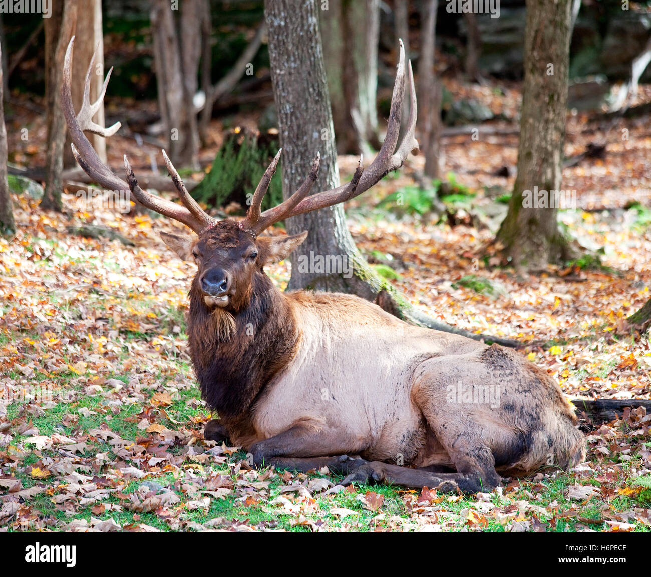 Bull elk lying down hi-res stock photography and images - Alamy