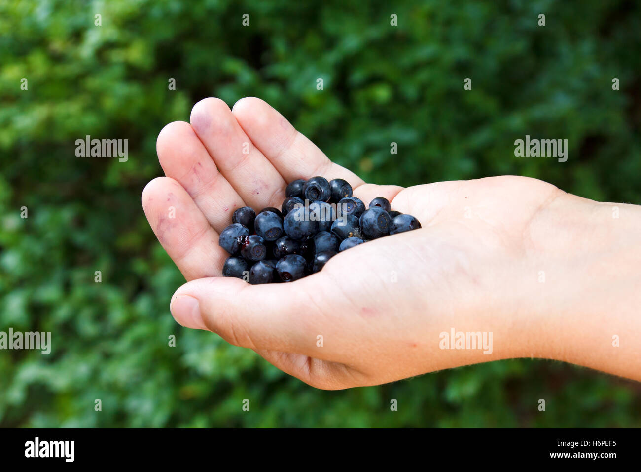 Freshly picked blueberries in child's hand. Leafy background Stock ...