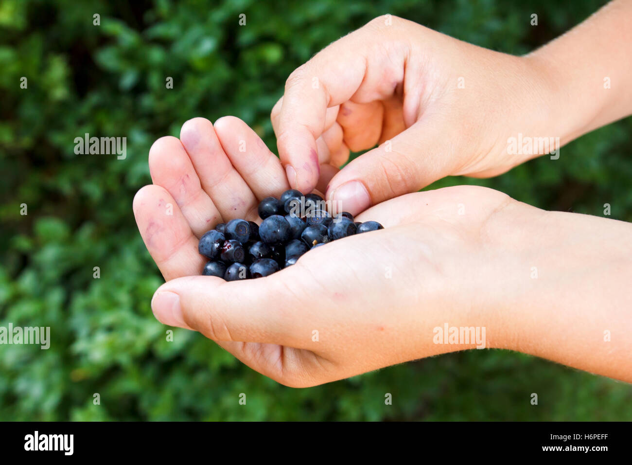 Freshly picked blueberries in child's hand. Leafy background Stock ...
