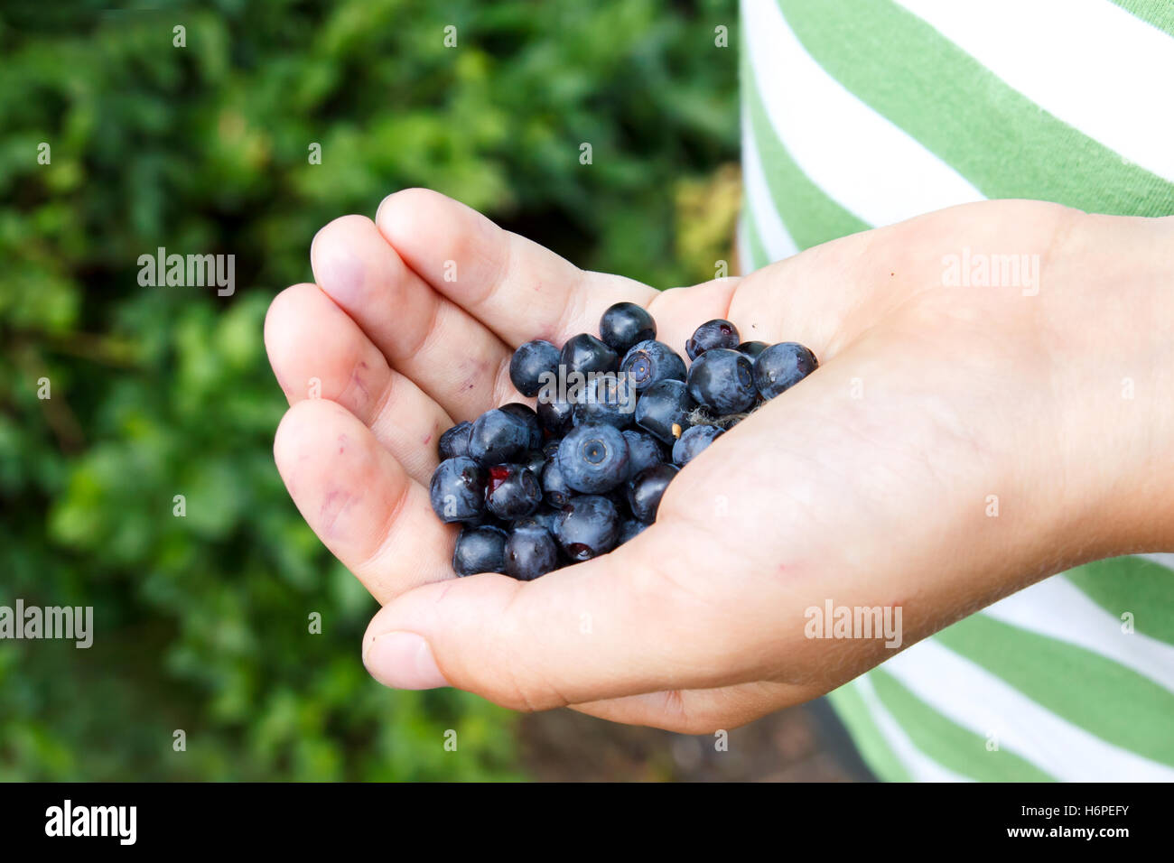 Freshly picked blueberries in child's hand. Leafy background Stock ...