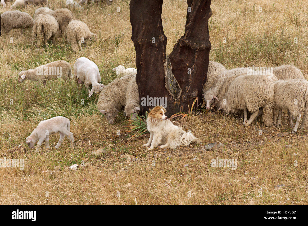 Sheperd sheep hi-res stock photography and images - Alamy