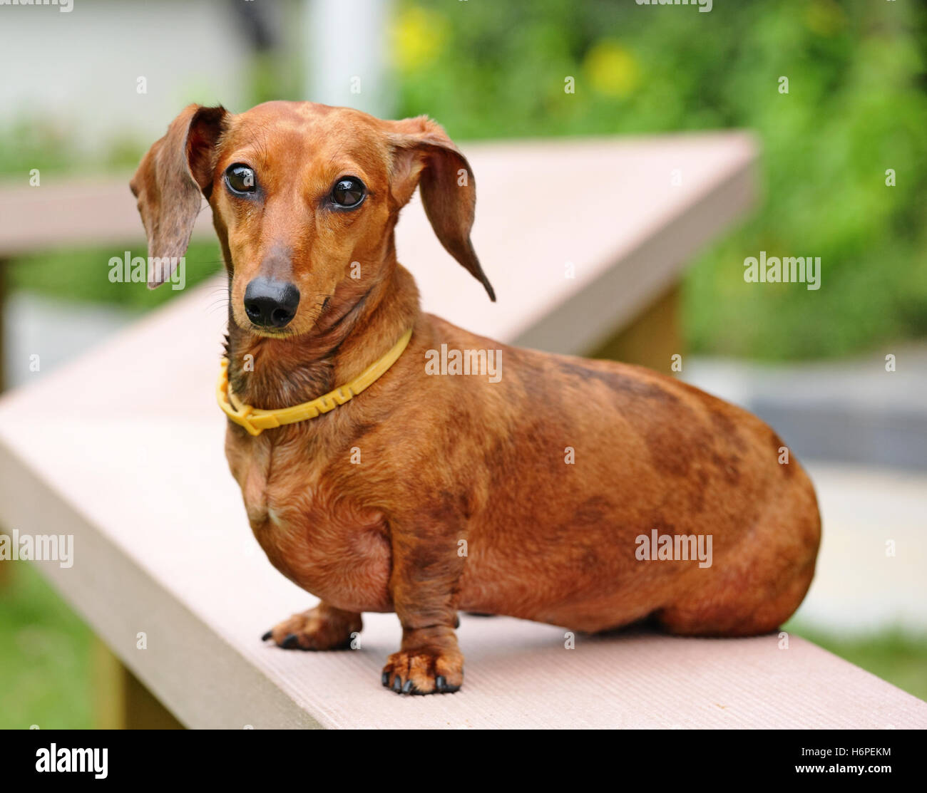 animal pet mammal eyes look glancing see view looking peeking looking ...