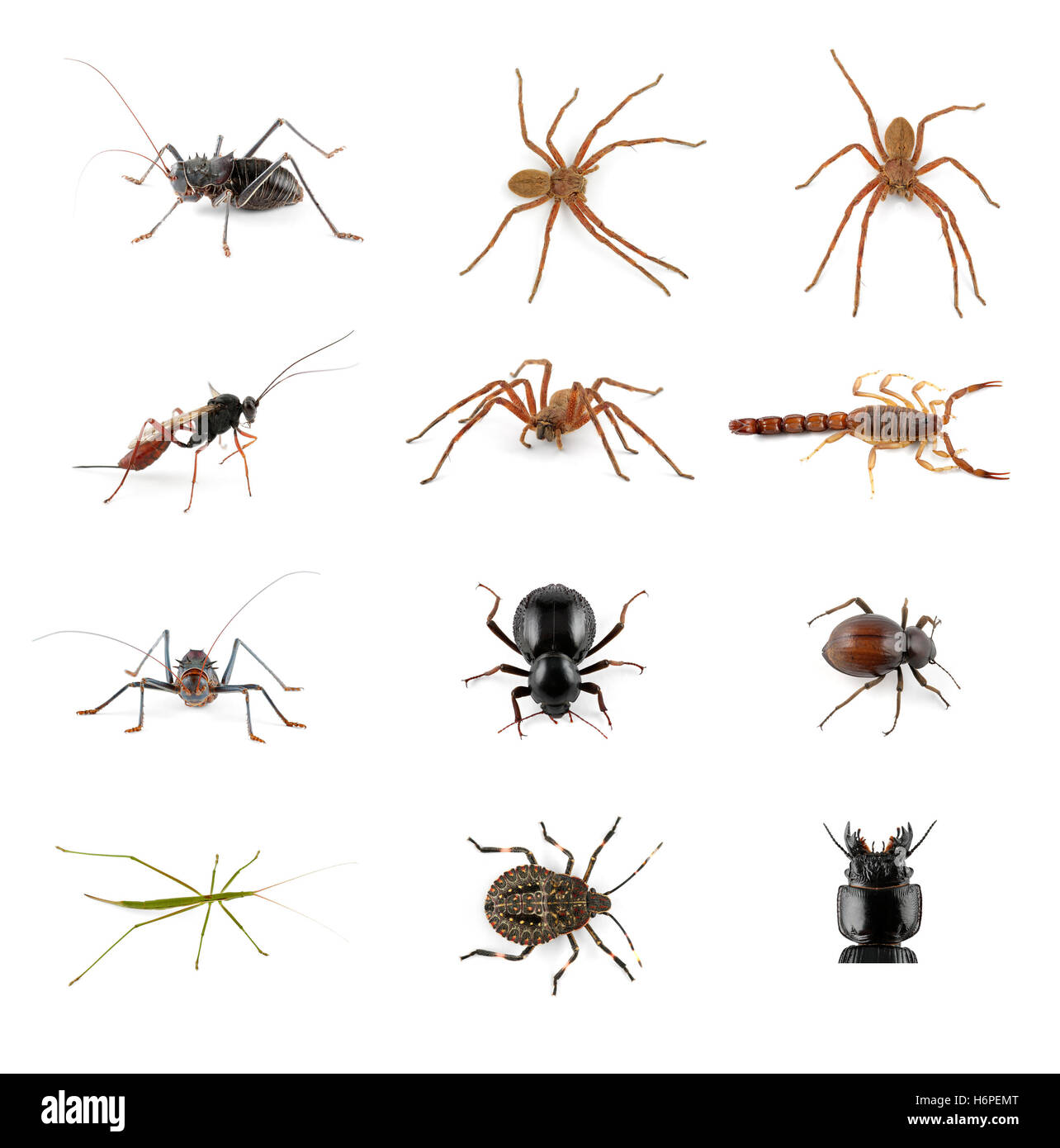 Scary bugs hi-res stock photography and images - Alamy