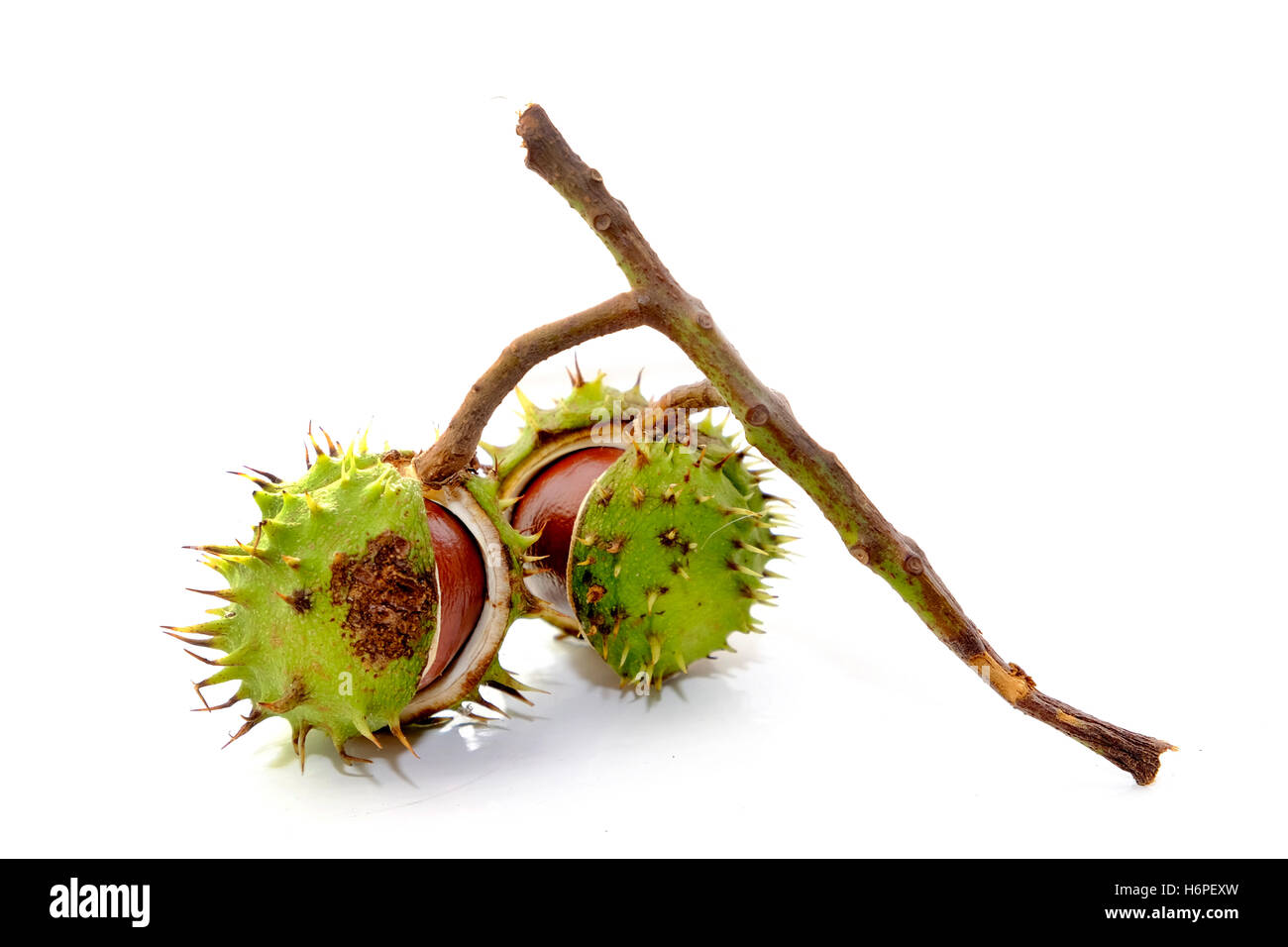 Conkers hi-res stock photography and images - Alamy