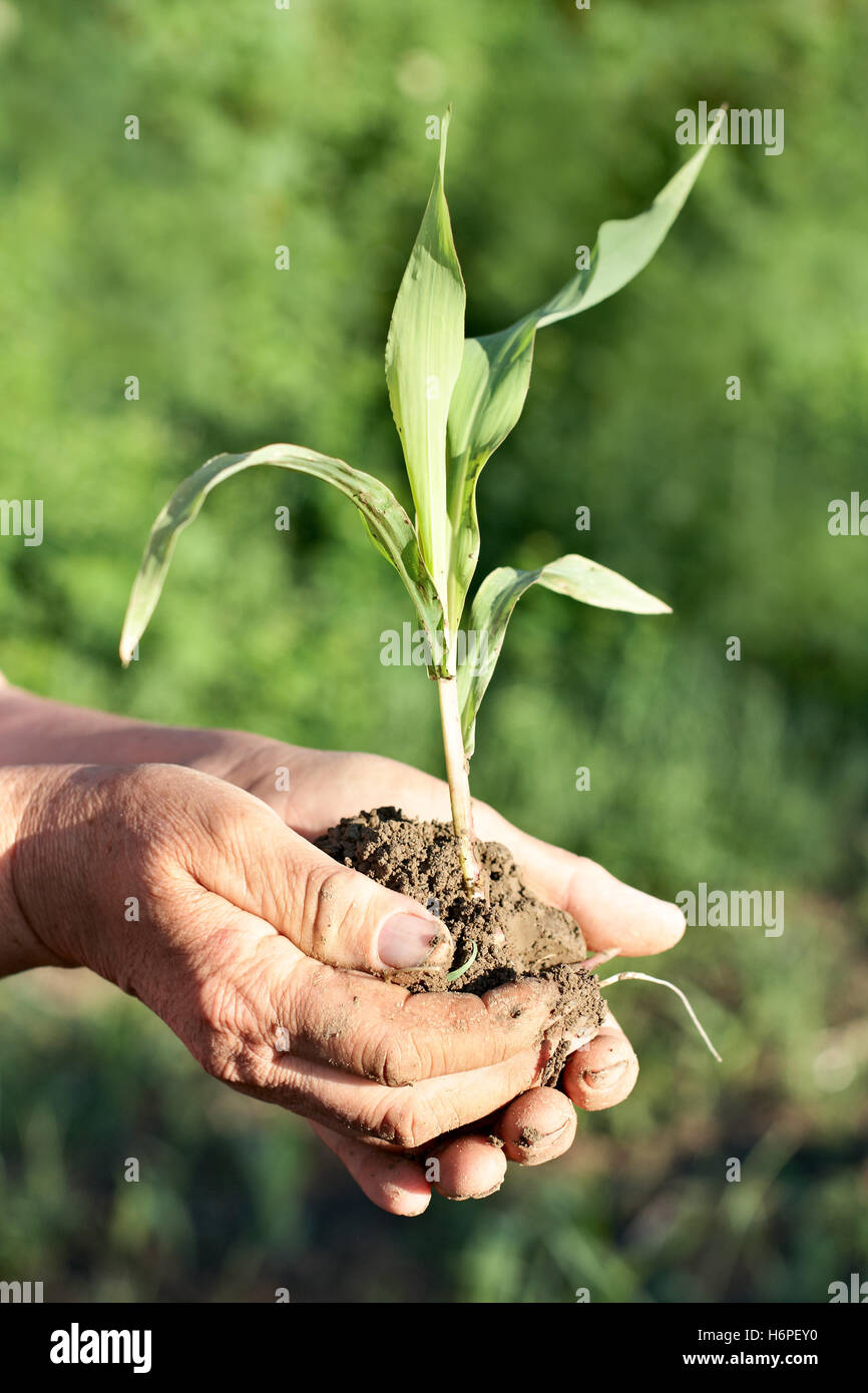 agriculture farming corn development seedling nascency developing ...