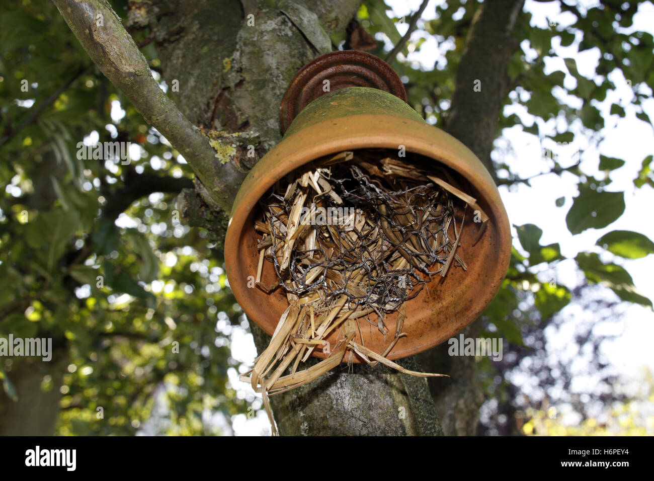 tree garden straw flowerpot gardens pot tree garden insect insects ...