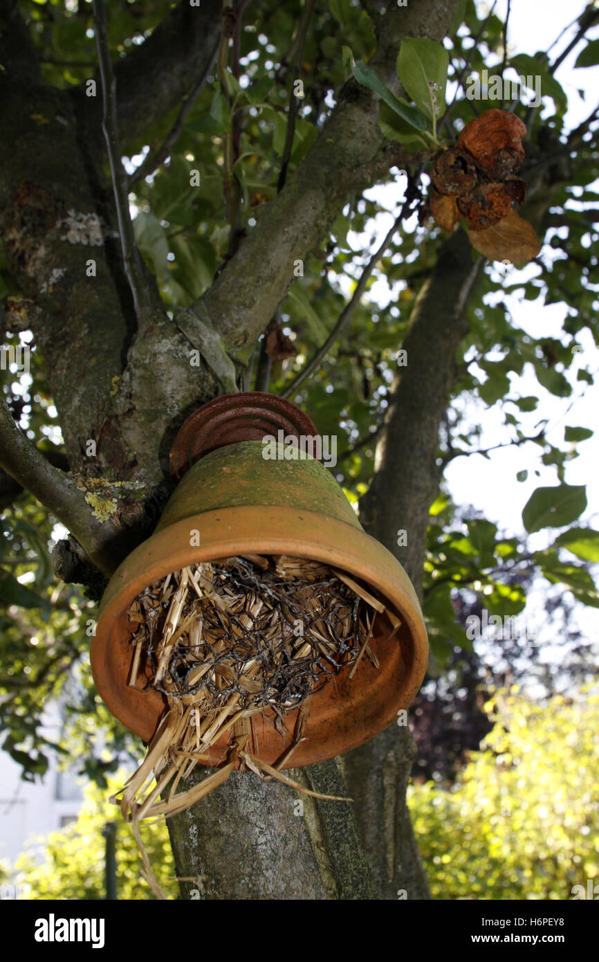 tree garden straw flowerpot gardens pot tree garden insect insects ...