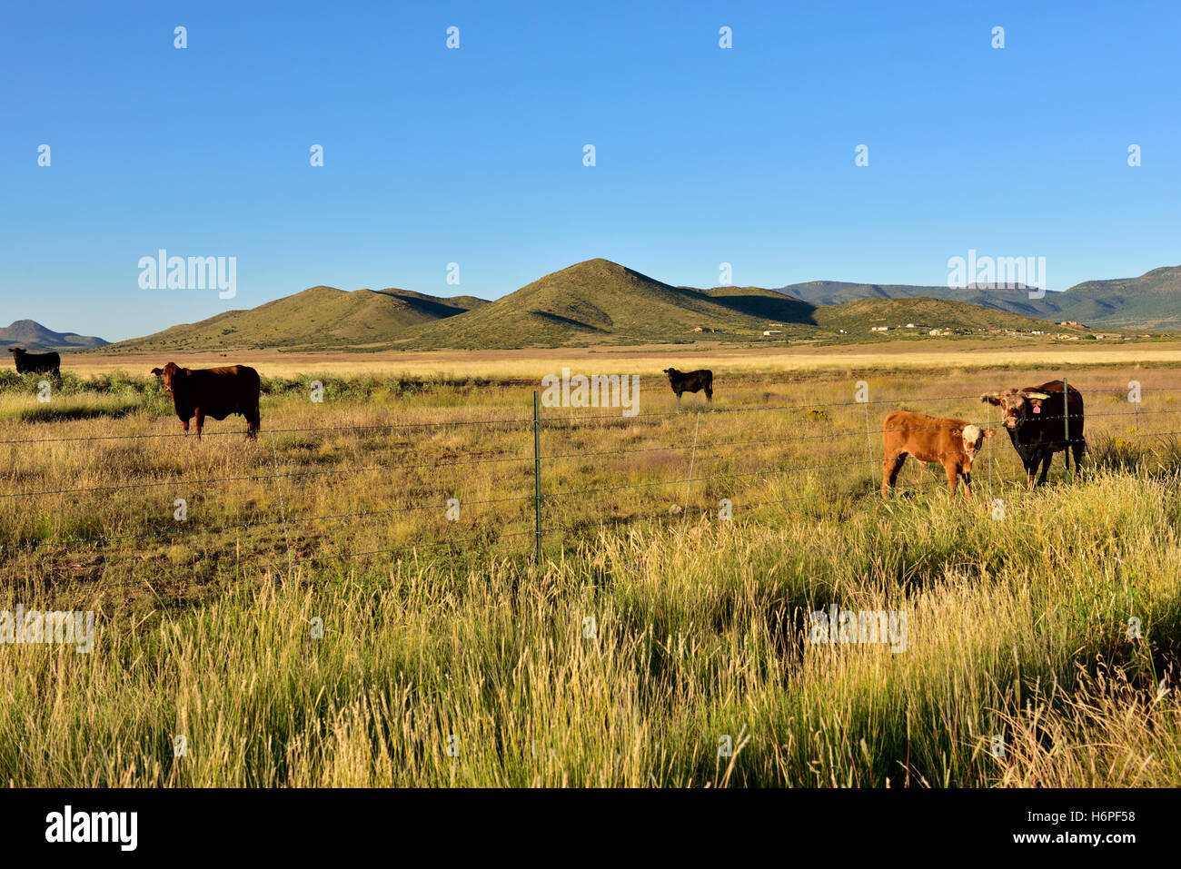 Arizona Cattle Farms at Lisa Post blog