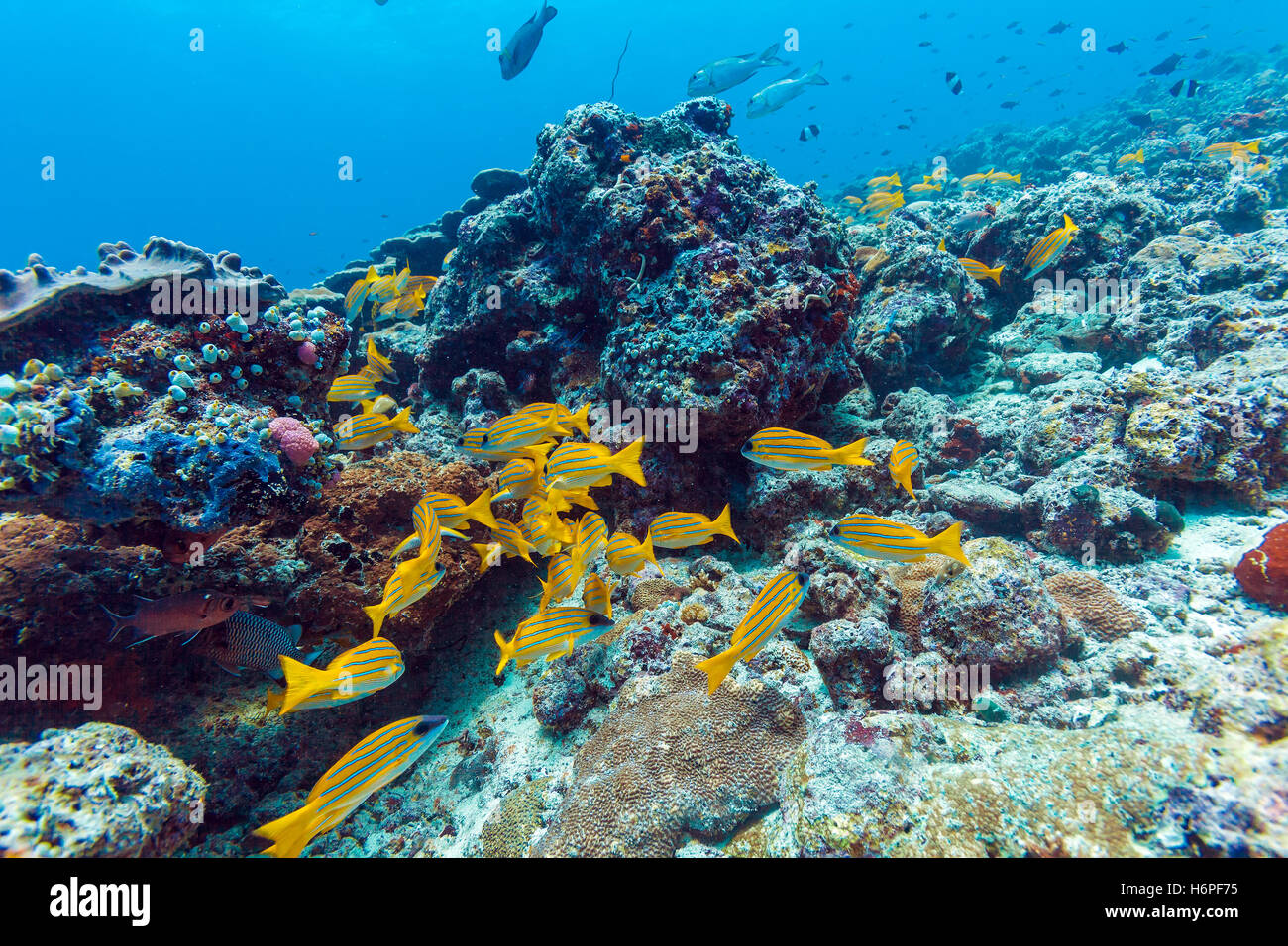 School of Blue striped yellow Snapper (Lutjanus kasmira) fishes, Ari ...