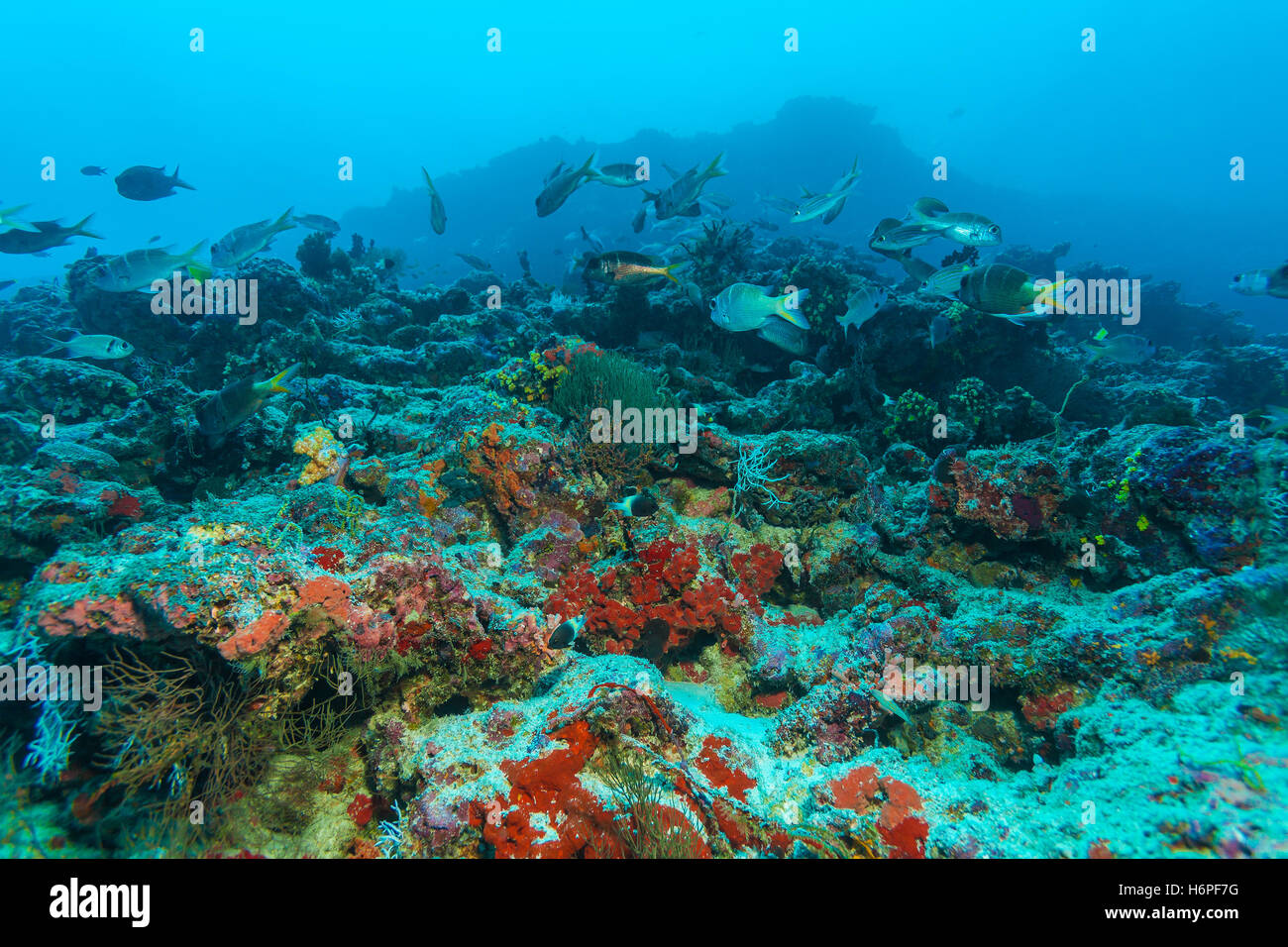 Indian Ocean Underwater
