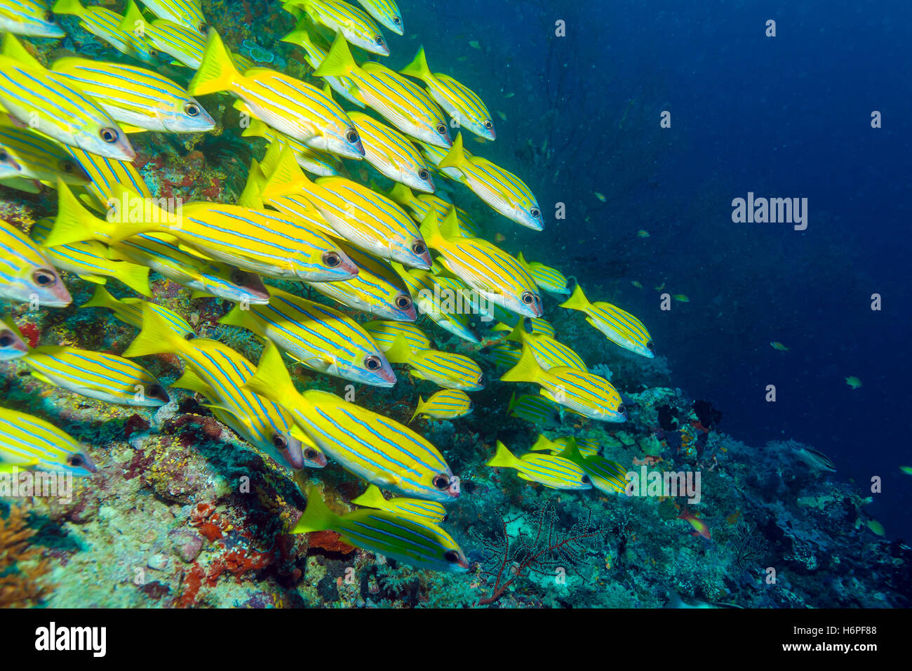 School of Blue striped yellow Snapper (Lutjanus kasmira) fishes, Ari ...