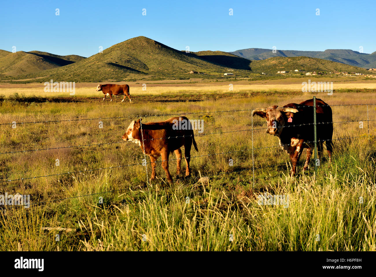 Arizona usa cows hi-res stock photography and images - Alamy