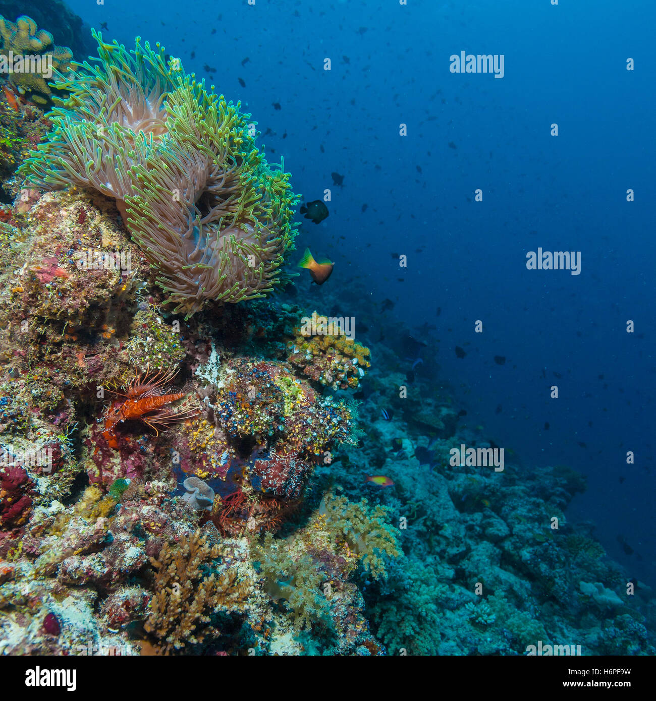Anemonefish (Amphiprion sebae) in a sea anemone (Heteractis magnifica ...